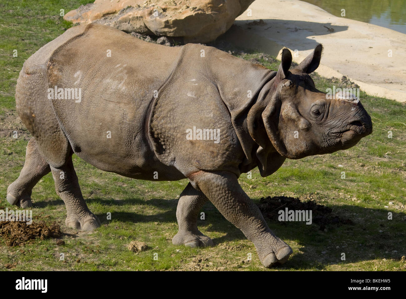 Rare Indonesian Rhinoceros, Beauval Zoo Stock Photo - Alamy