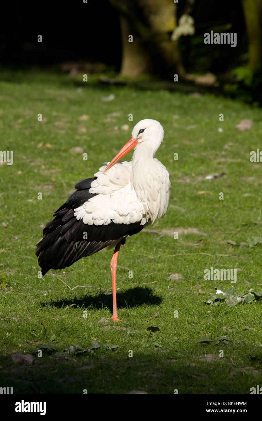 White stork, Beauval Zoo Stock Photo - Alamy