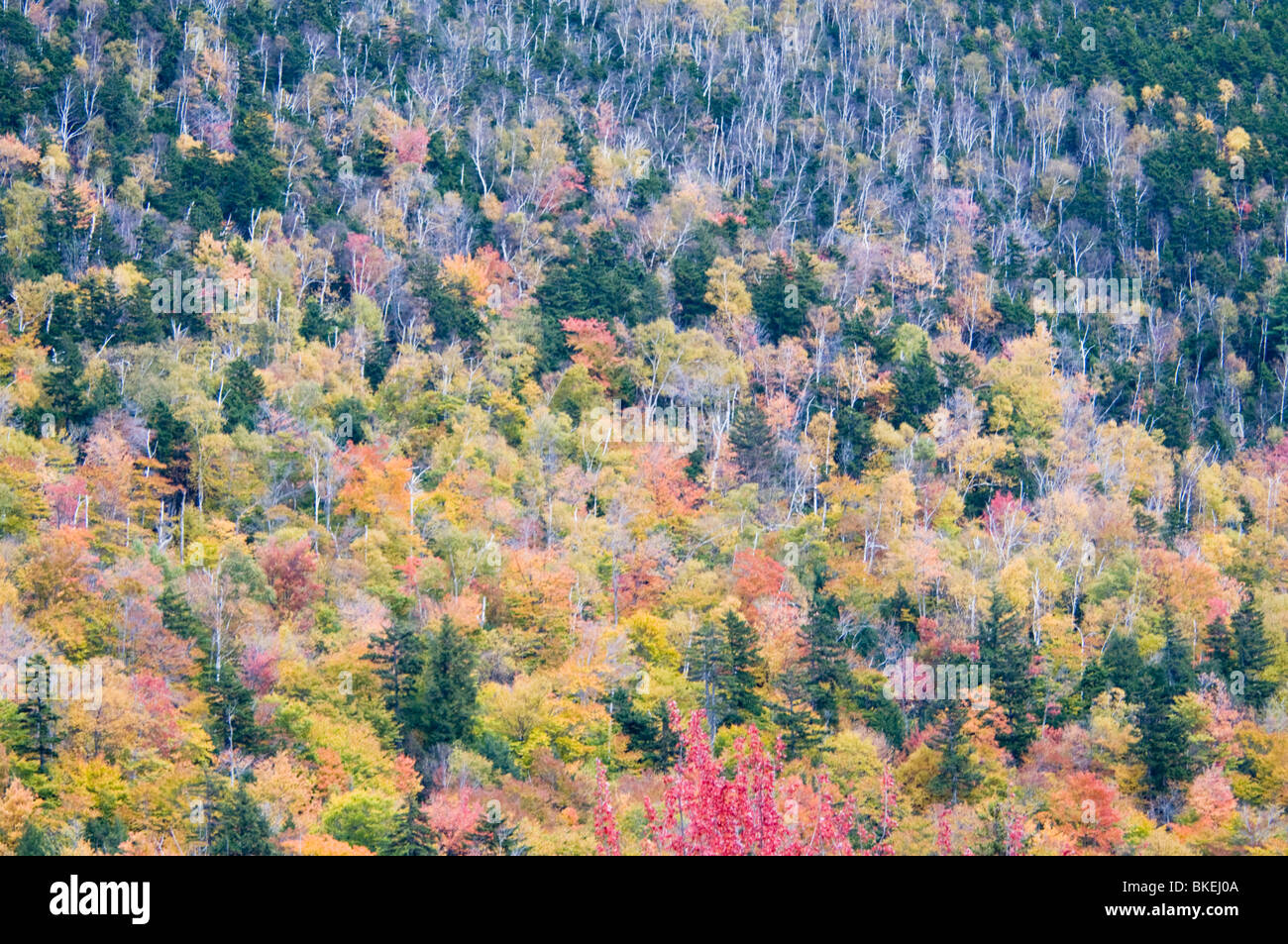 Fall Foliage, Autumn Fall,Colors,Colour,Colours,Bear Notch Road ...