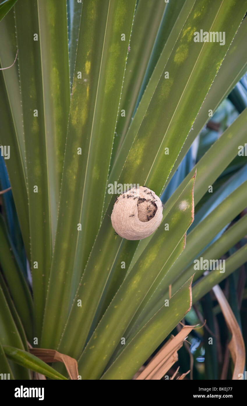 Palm tree nest hi-res stock photography and images - Alamy