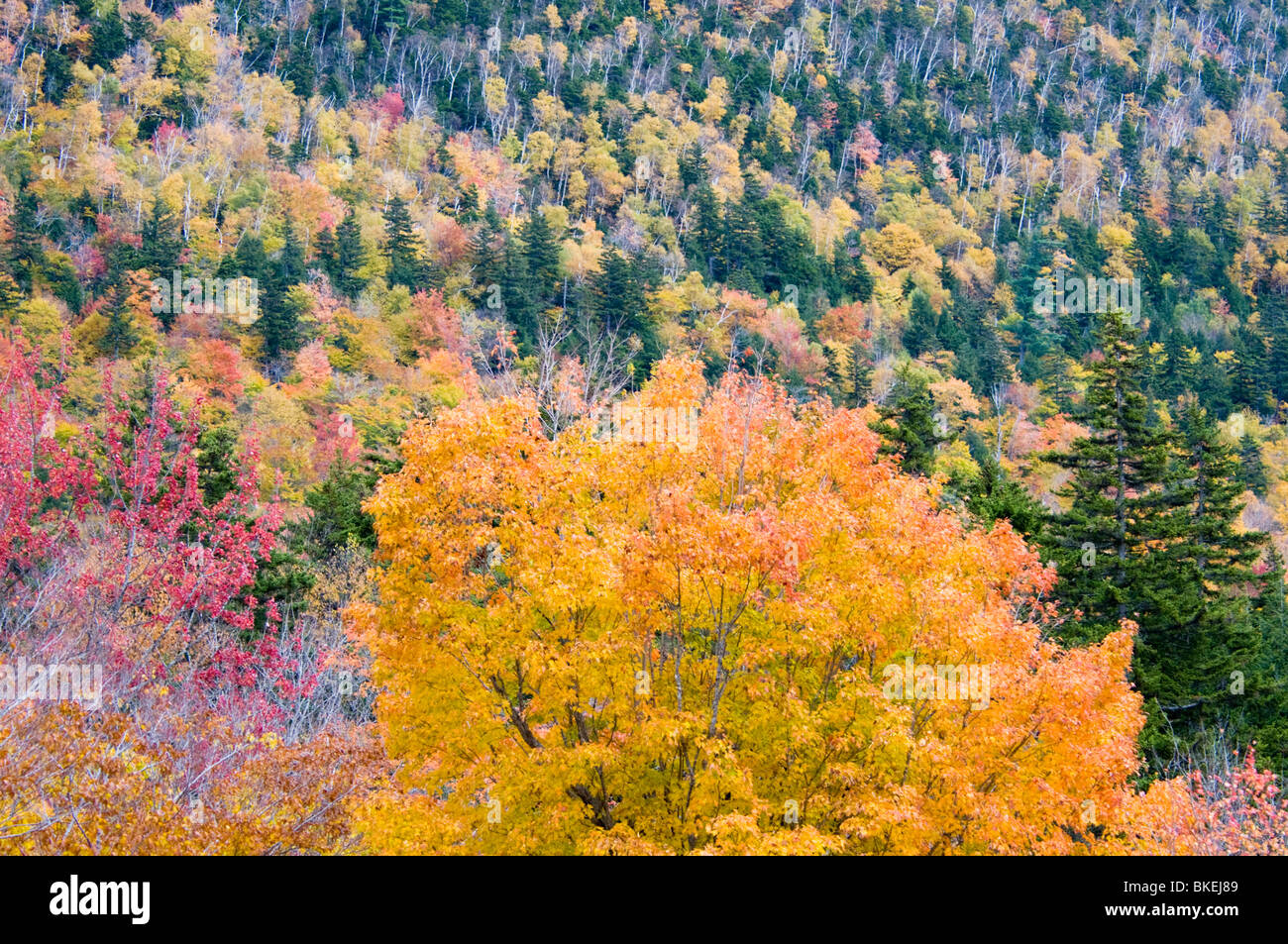 Fall Foliage, Autumn Fall,Colors,Colour,Colours,Bear Notch Road ...