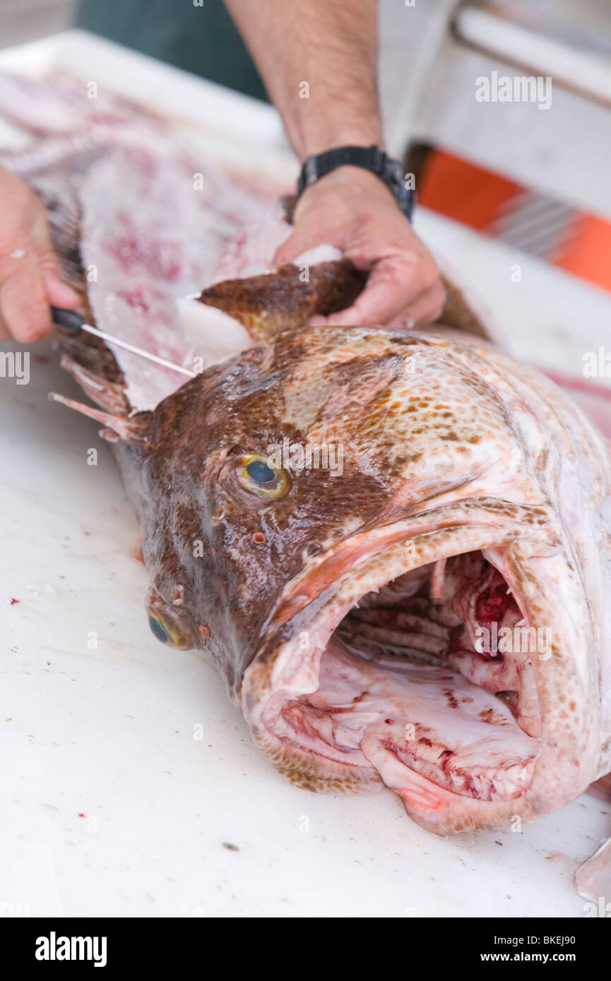 Filleting a Ling Cod in Seward Alaska Stock Photo - Alamy