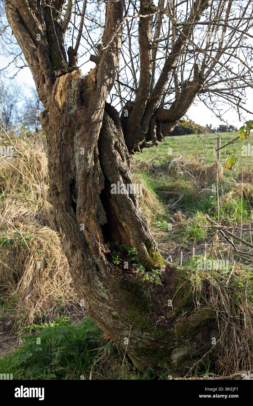 200 year old hi-res stock photography and images - Alamy