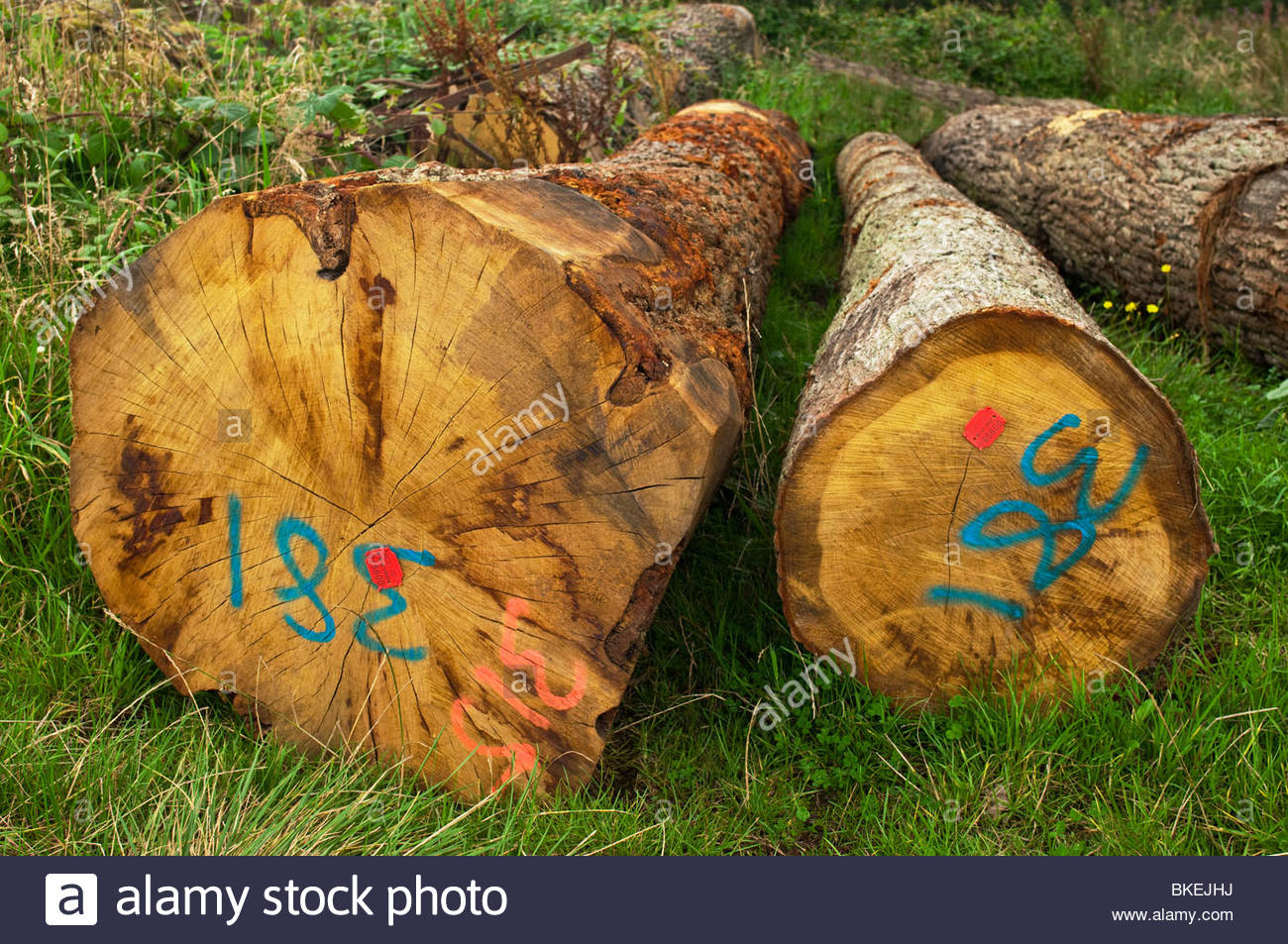 Trees For Timber High Resolution Stock Photography and Images - Alamy
