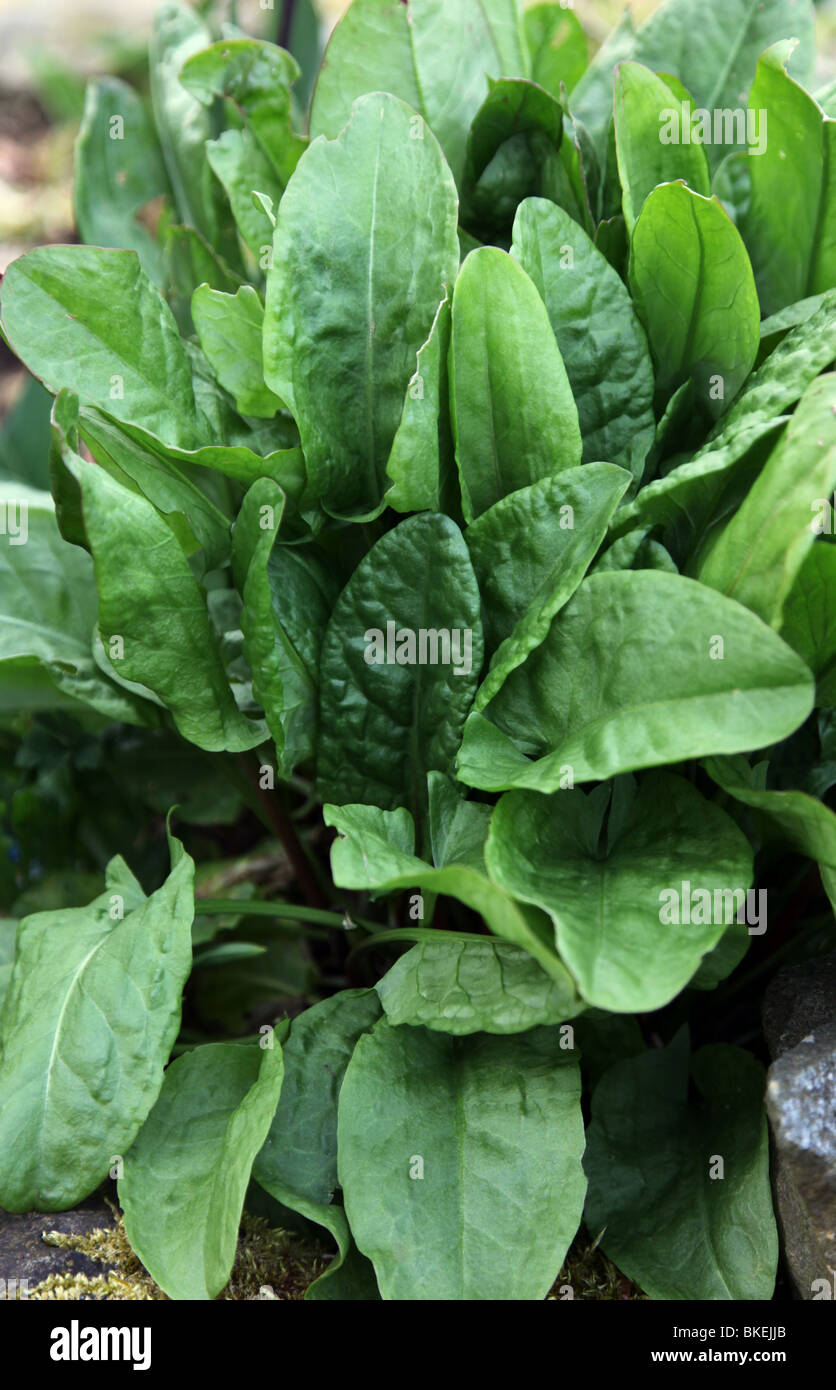 Sorrel hi-res stock photography and images - Alamy