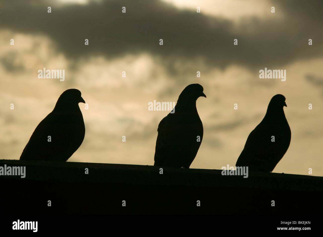 Three feral pigeons hi-res stock photography and images - Alamy