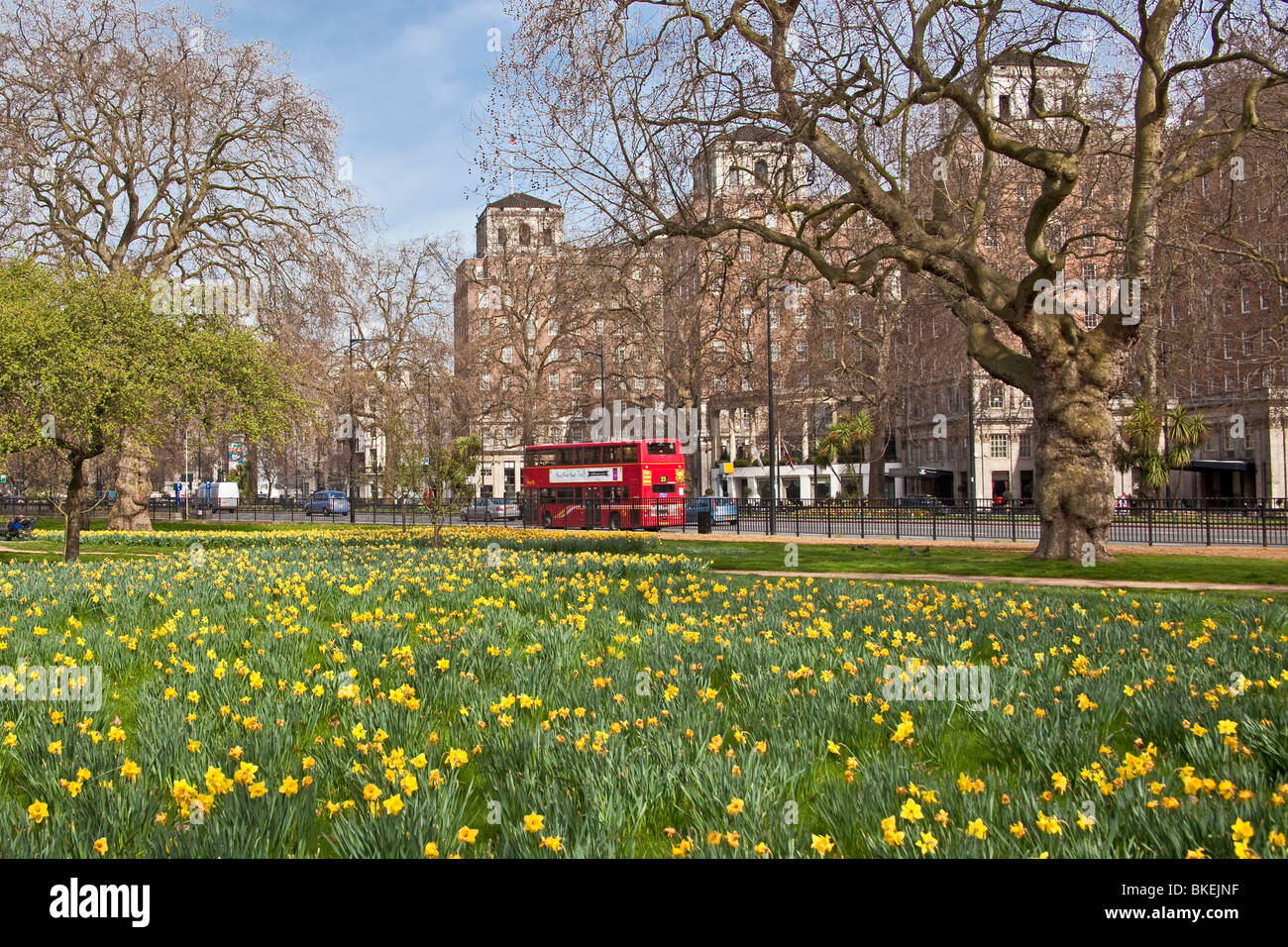 Hyde park london spring daffodils hi-res stock photography and images ...