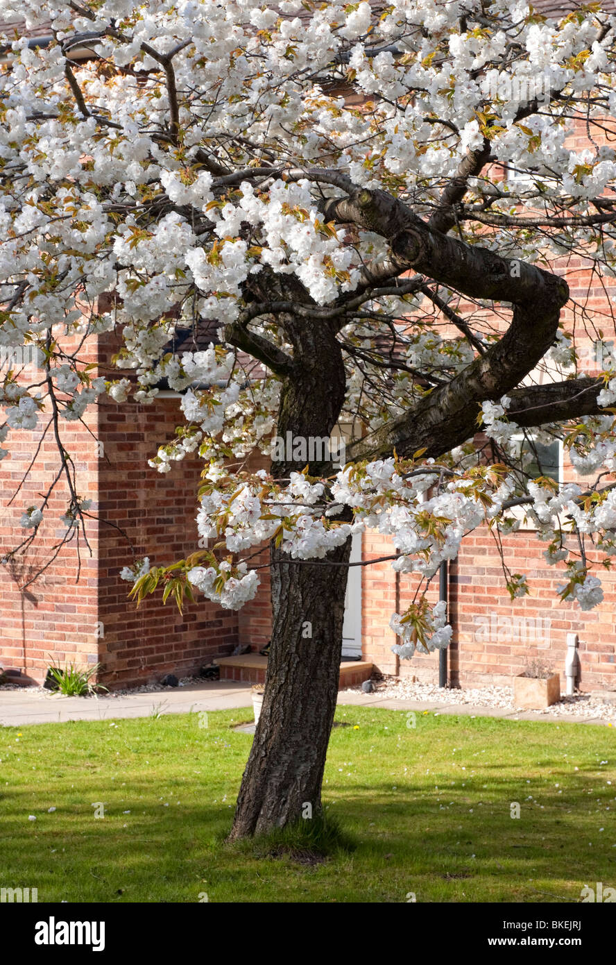 Cherry Tree in full blossom in the garden of a house Stock Photo - Alamy