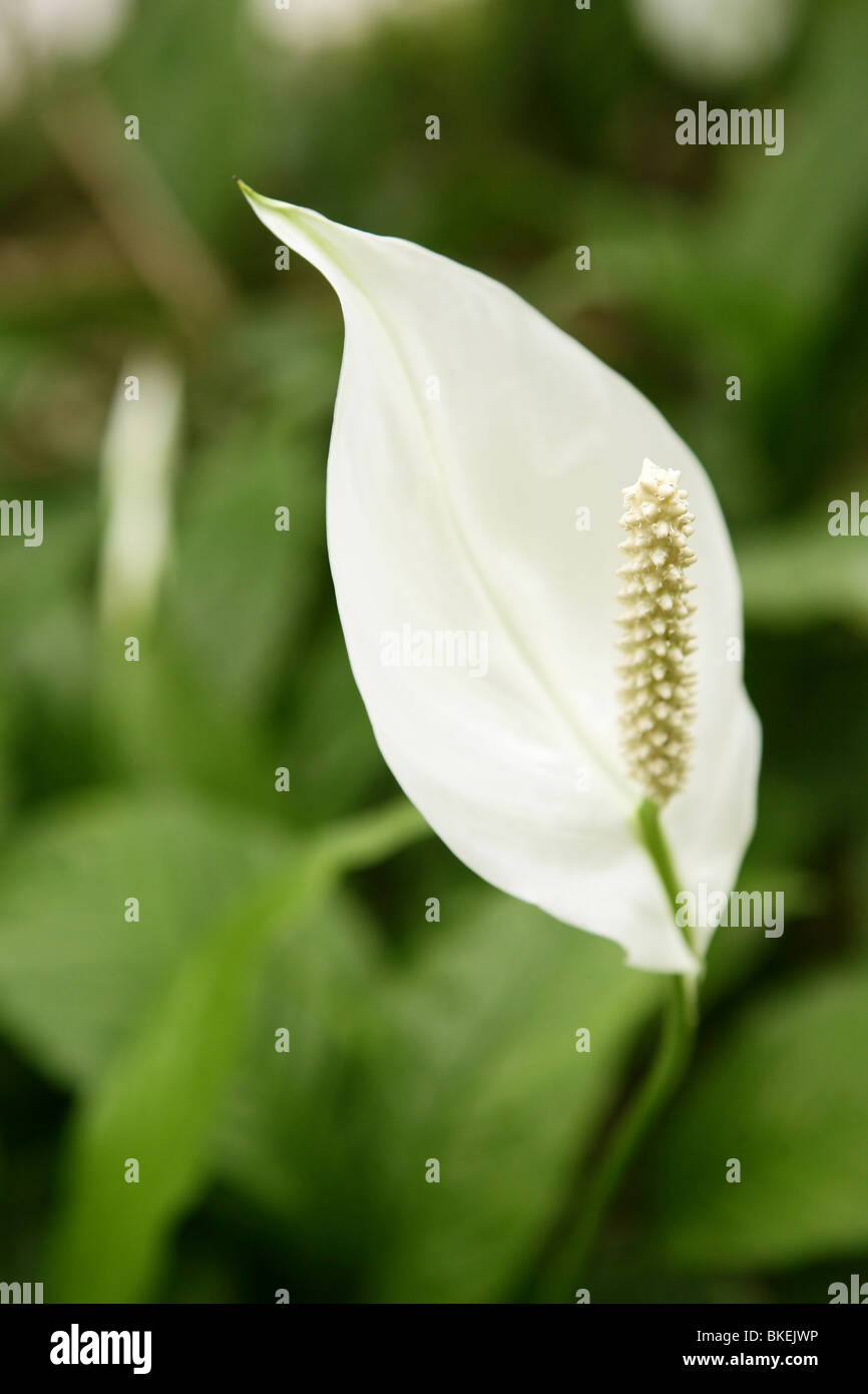 Lily white detail Spathe flower, Spatiphyllum Waliisii background Stock ...