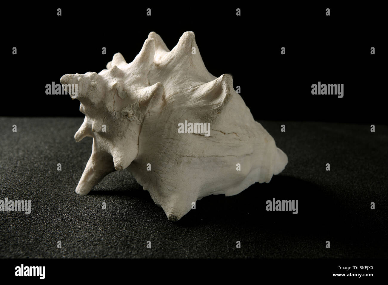 Conch shell black and white hi-res stock photography and images - Alamy