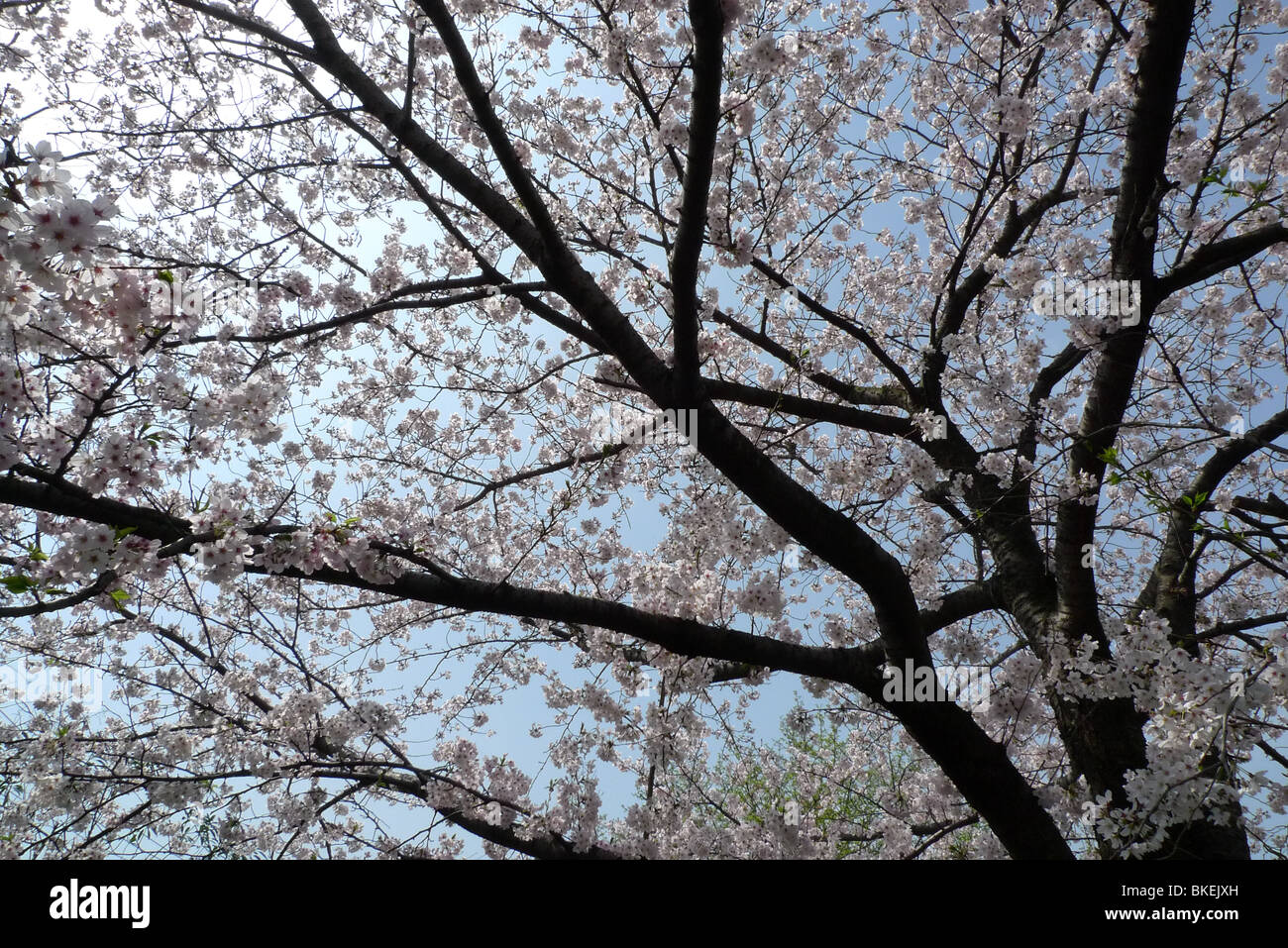 Cherry blossom/ sakura, in bloom, in spring in Japan Stock Photo - Alamy