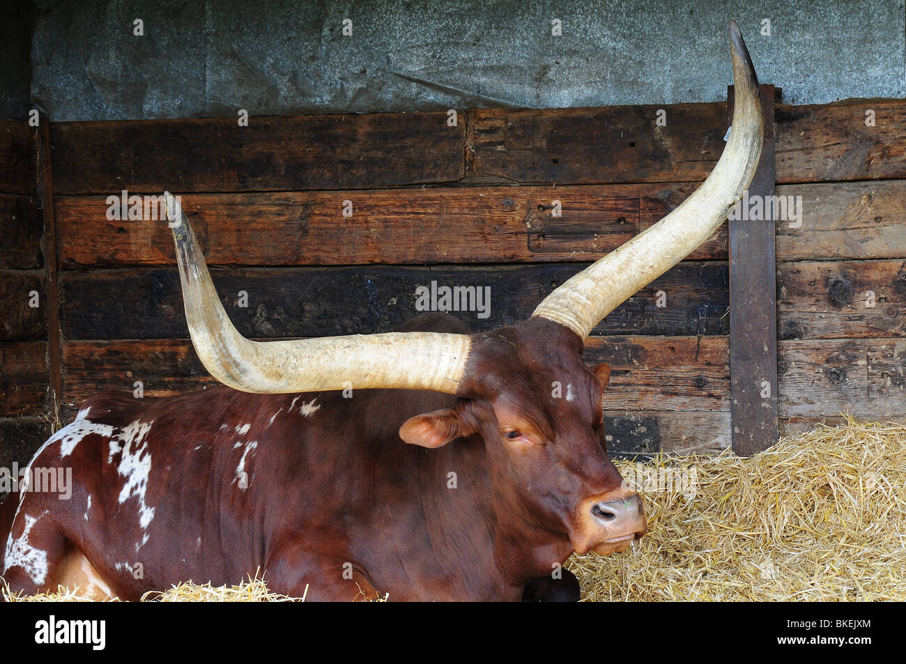 An Ankole Watusi bull in a Safari Park, UK Stock Photo - Alamy