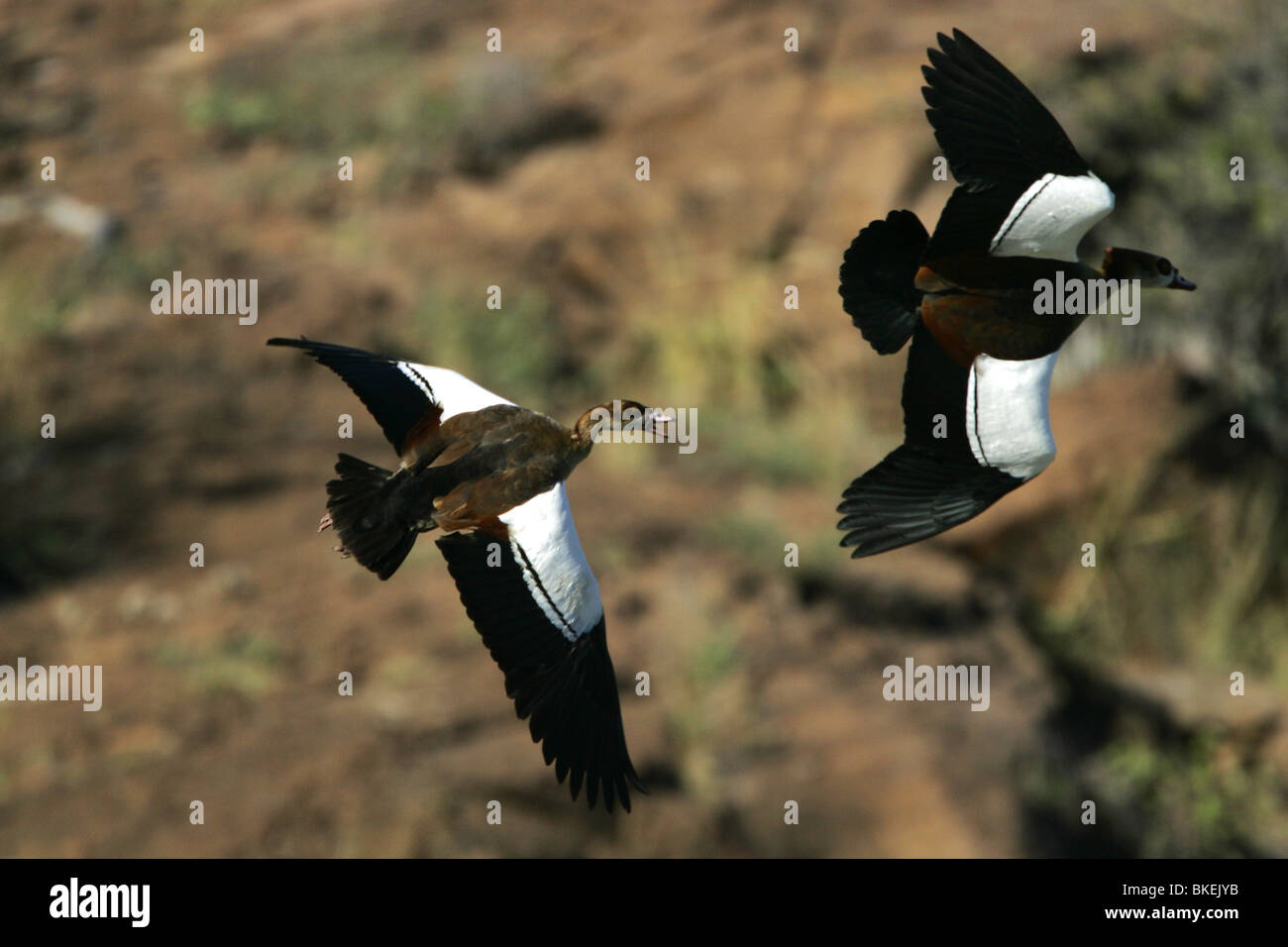 Egyptian Goose pair flying, kruger, south africa Stock Photo - Alamy