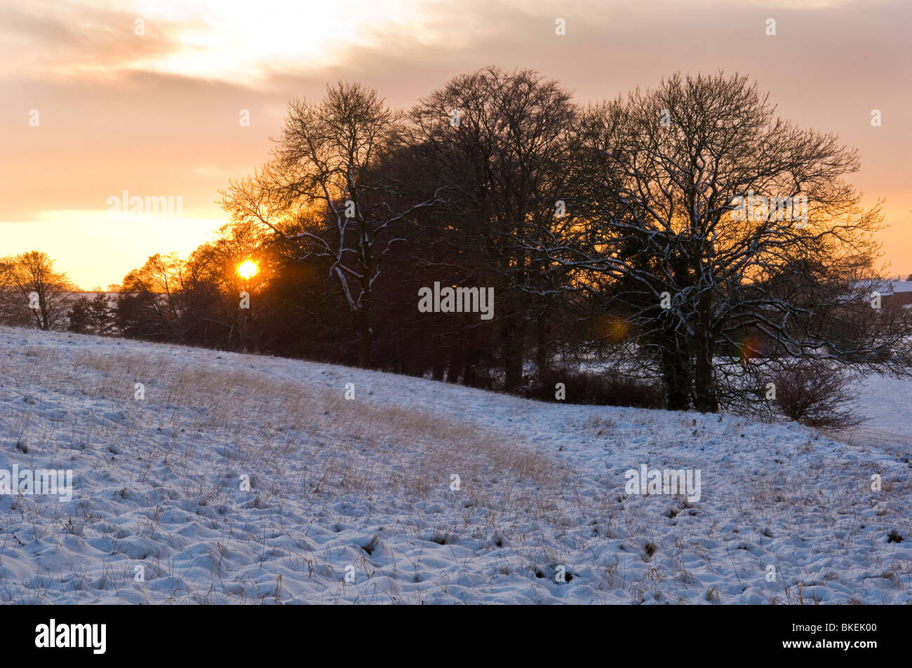 Snow sun trees hi-res stock photography and images - Alamy