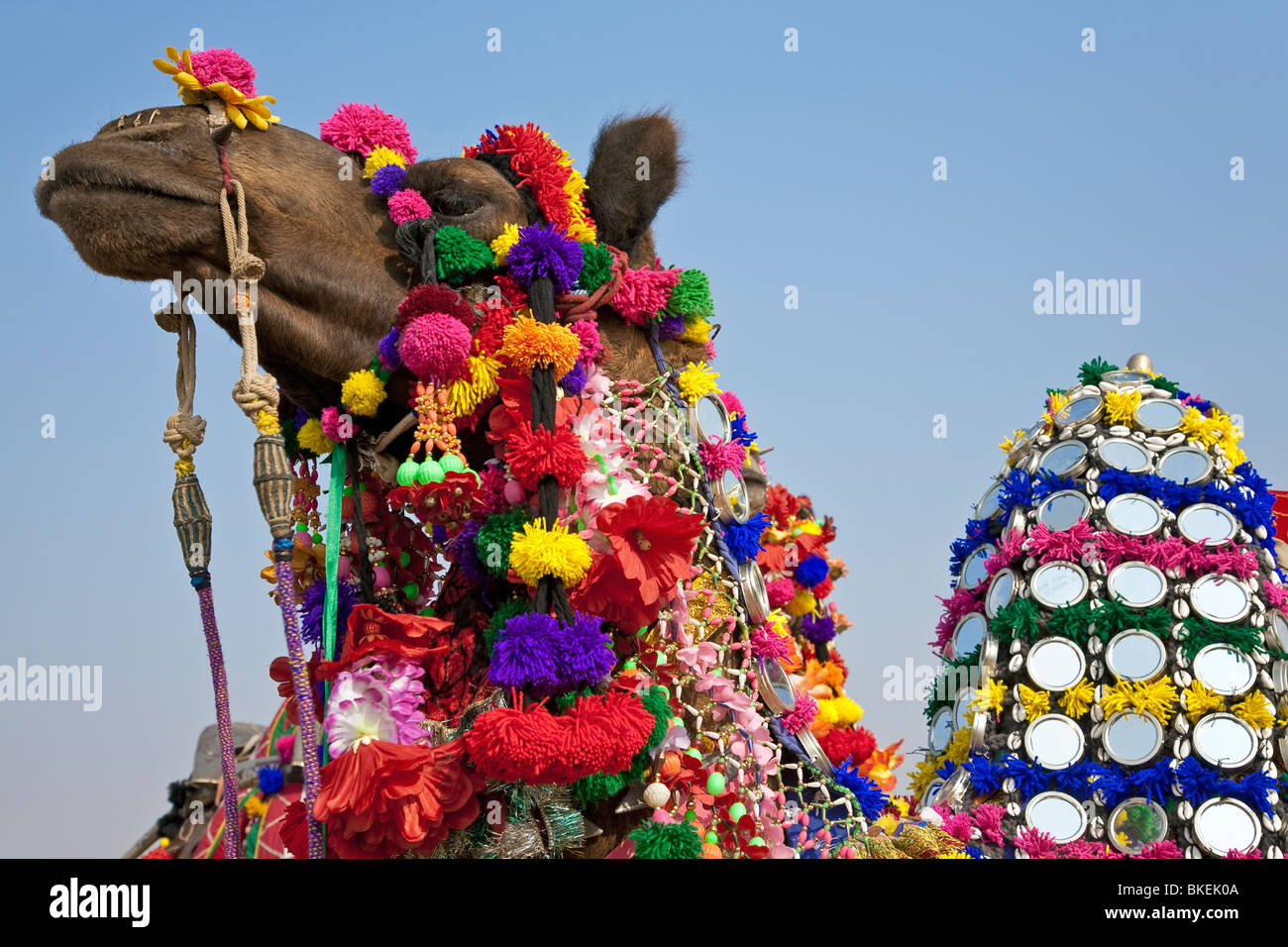 Camel decorated with traditional costumes. Bikaner Camel Festival ...