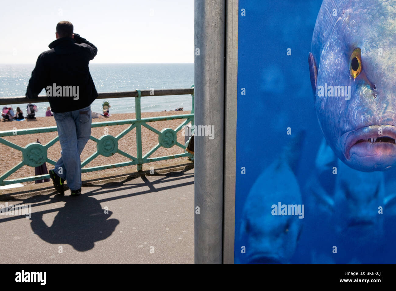 A poster of a fish next to a tourist on Brighton seafront Stock Photo ...