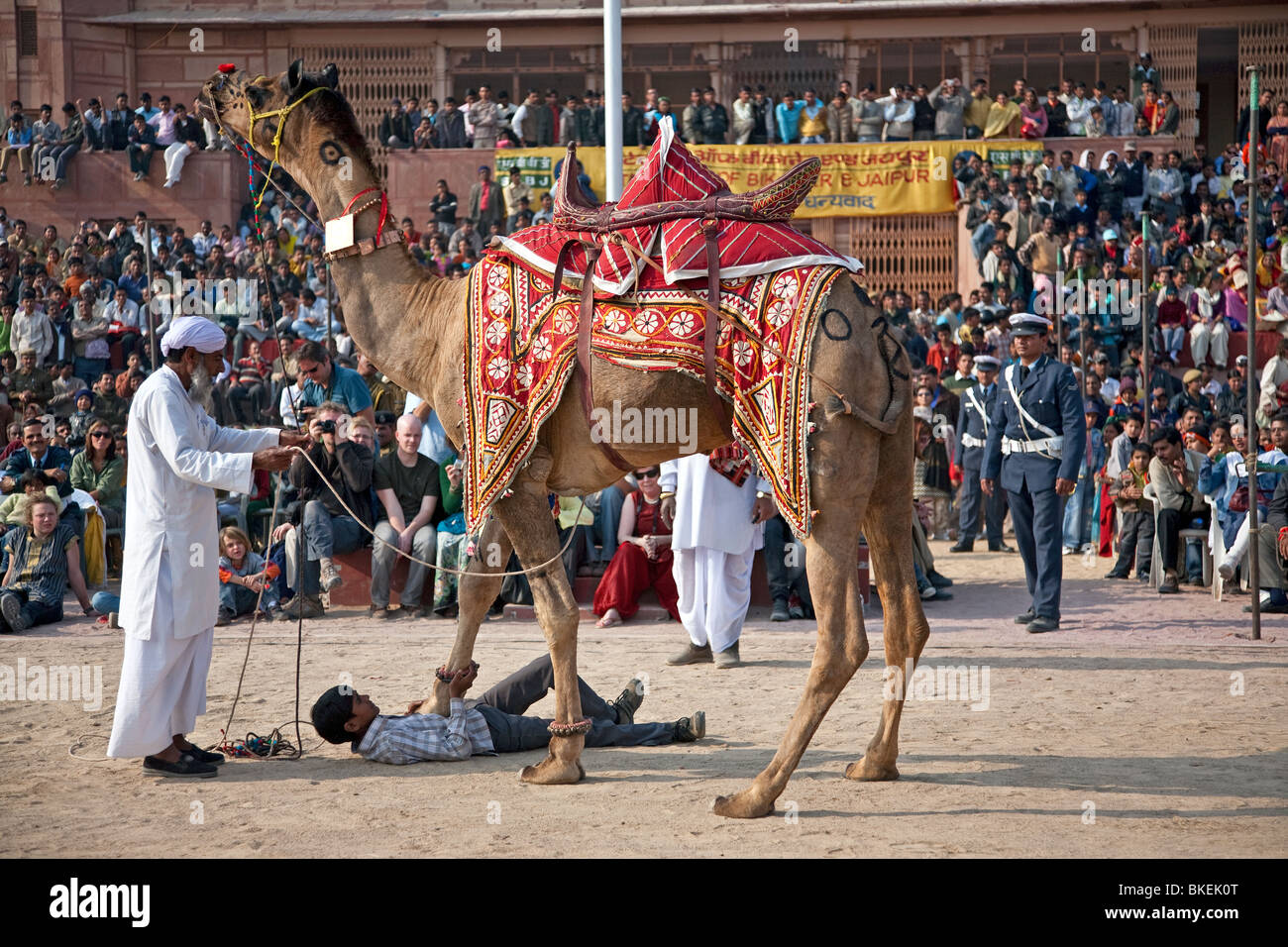 Camel exhibition. Bikaner Camel Festival. Rajasthan. India Stock Photo ...