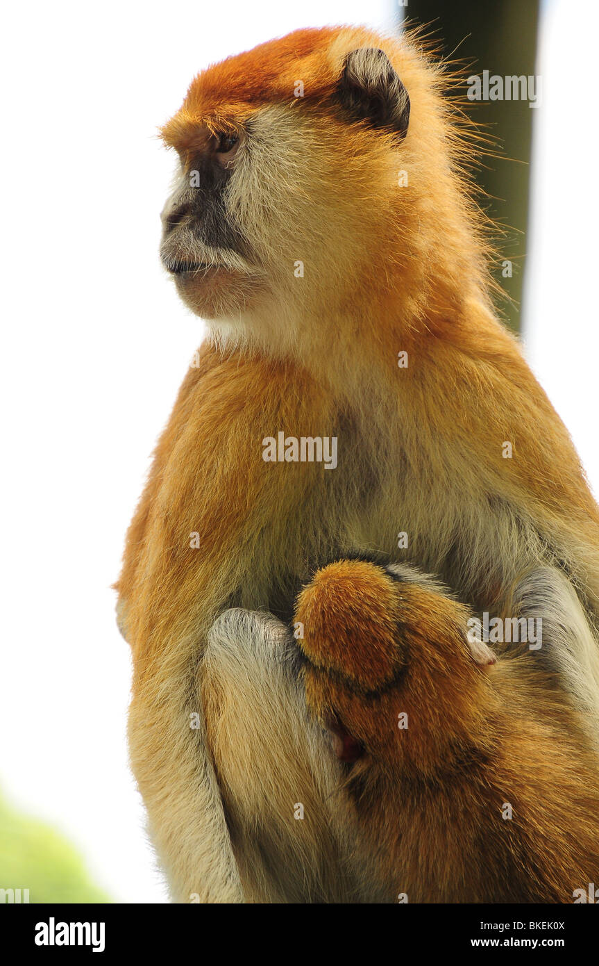 Tall monkey hi-res stock photography and images - Alamy