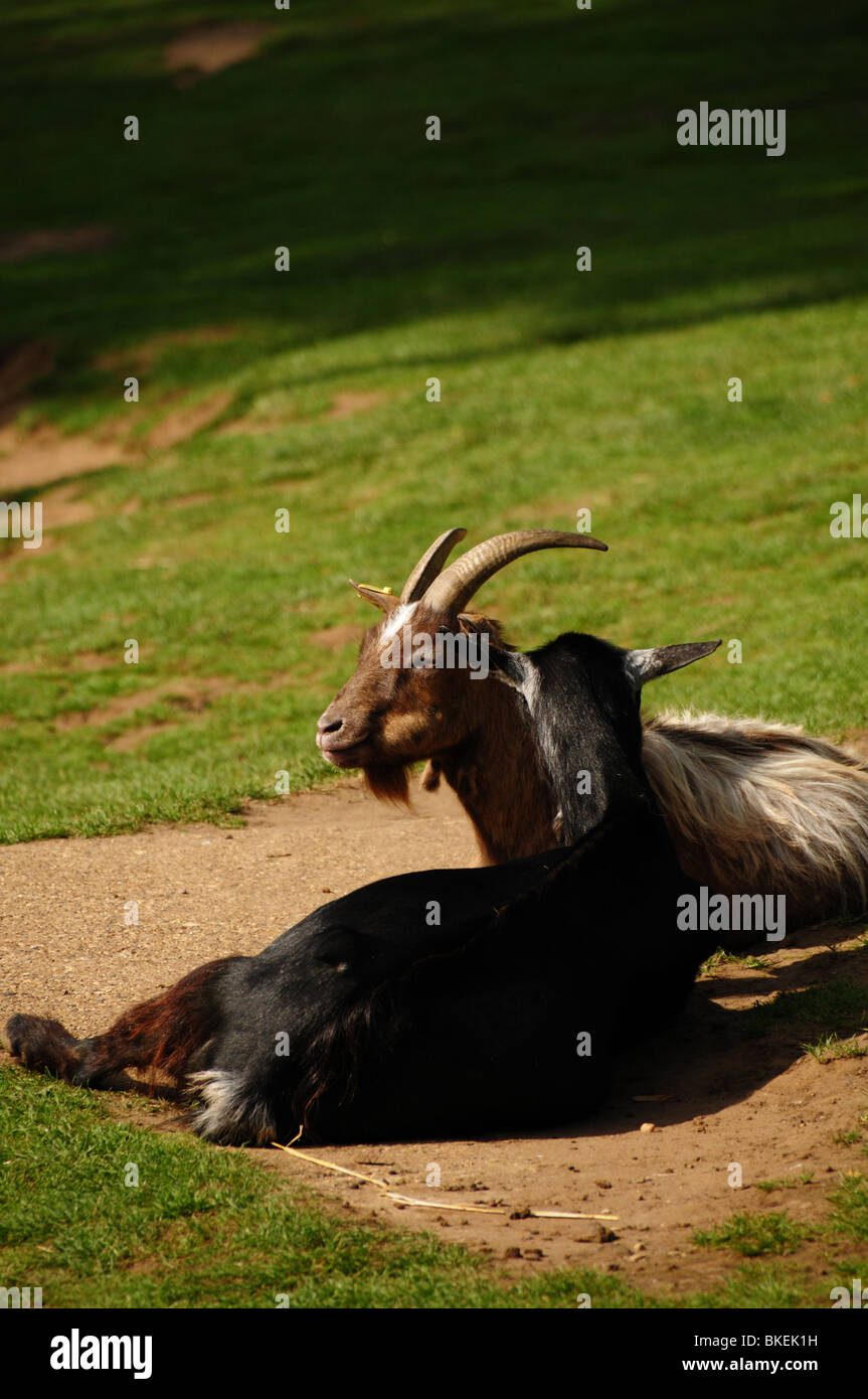 Wild goats in a Safari Park, UK Stock Photo - Alamy