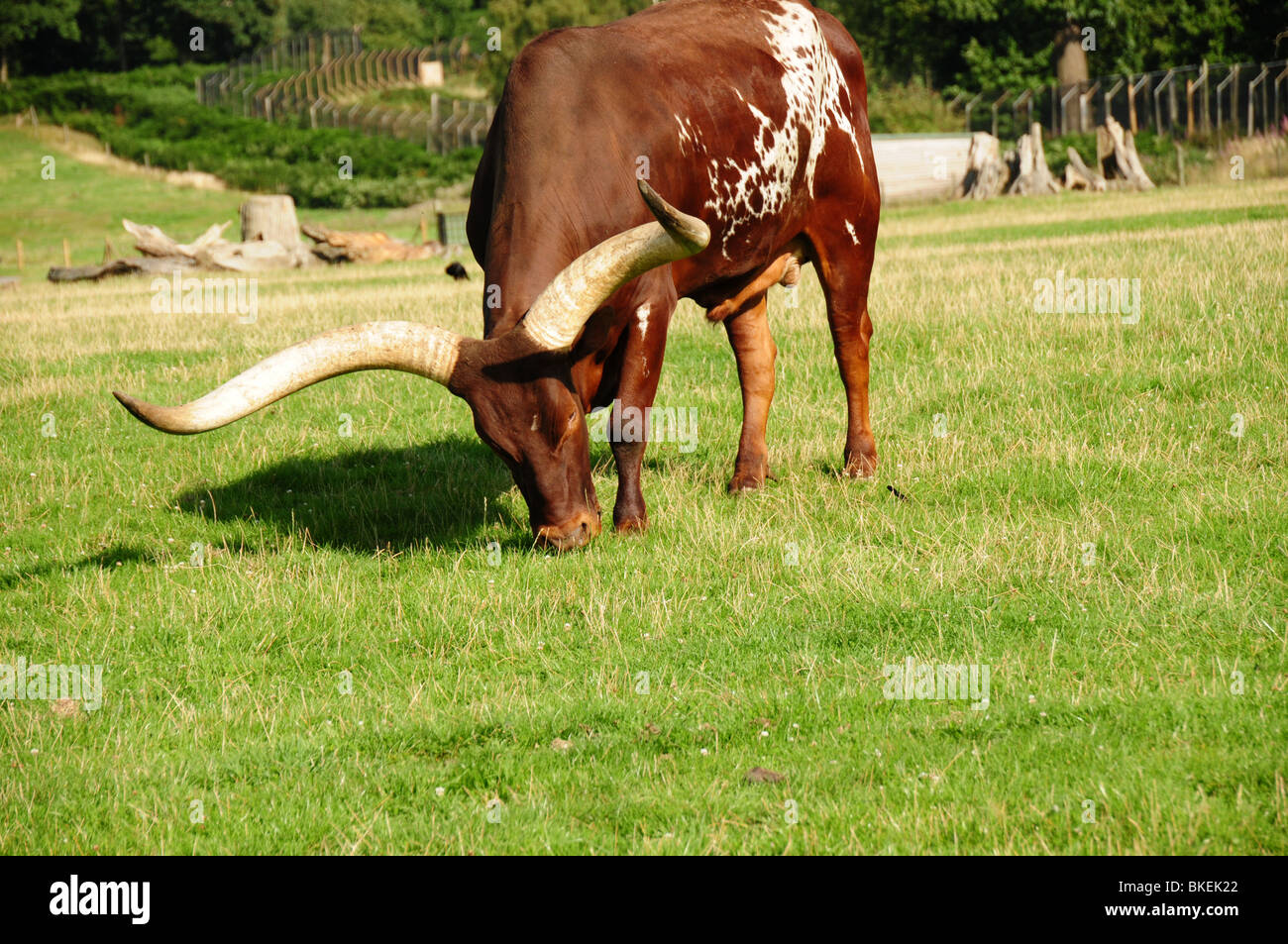 An Ankole Watusi bull in a Safari Park, UK Stock Photo - Alamy