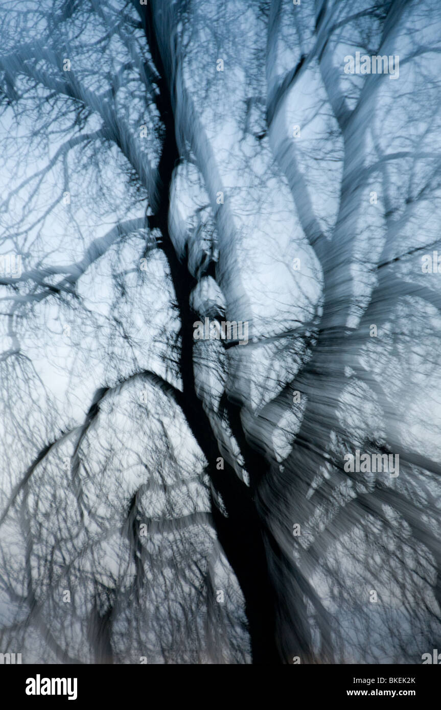 Blurred reflection of a tree Stock Photo - Alamy