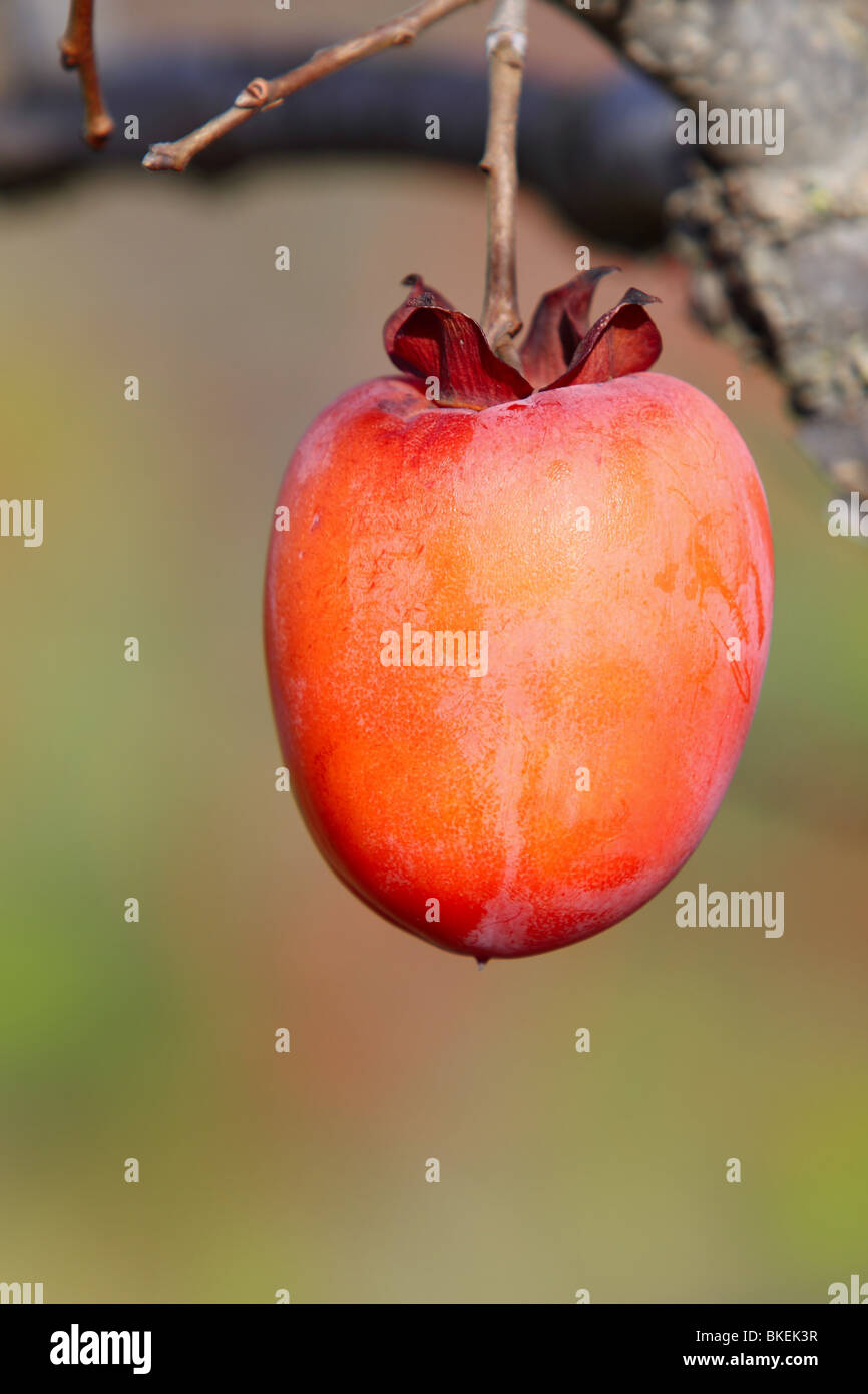 persimmon fruit tree autumn fruits Stock Photo - Alamy
