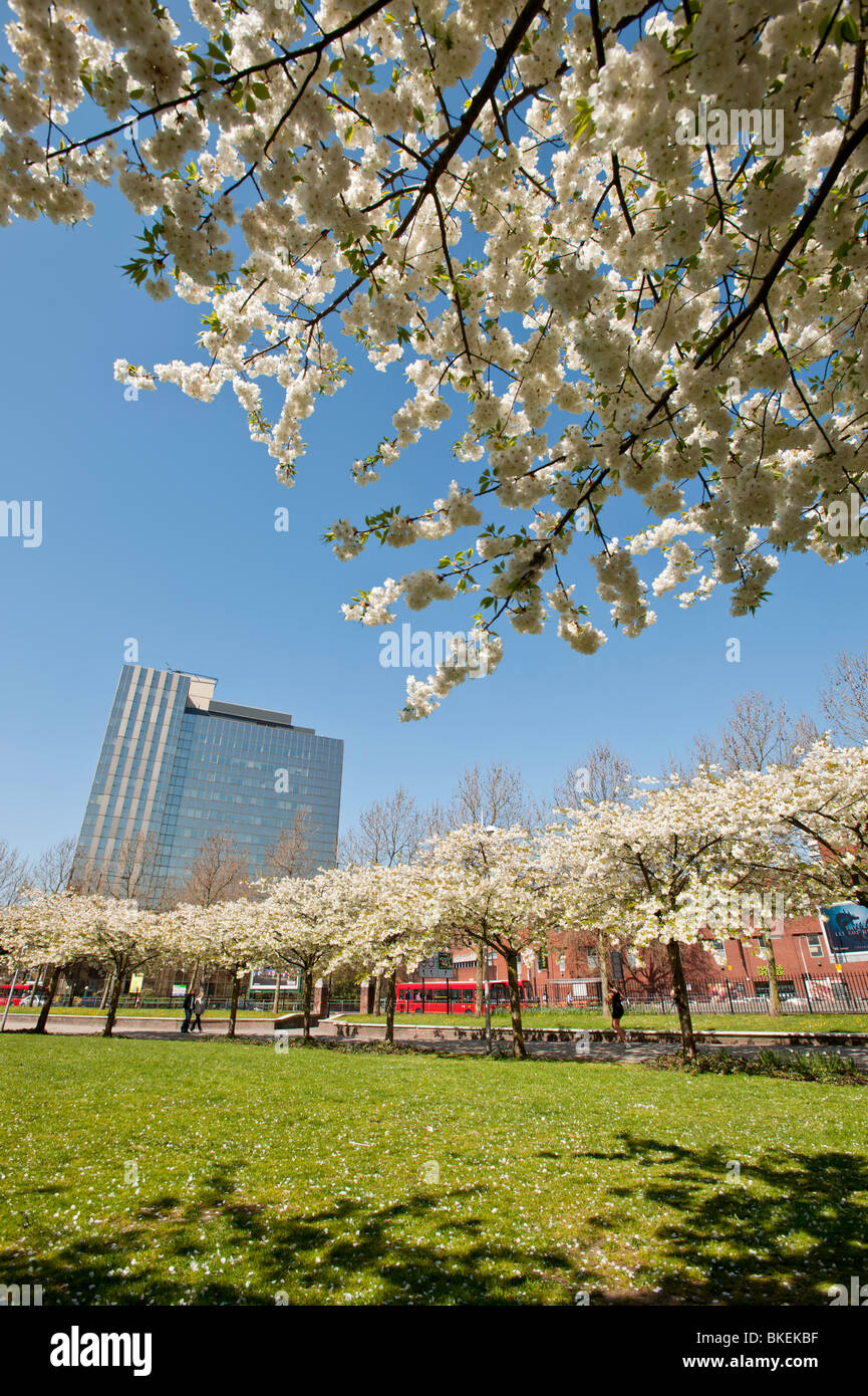 London blossom trees hi-res stock photography and images - Alamy