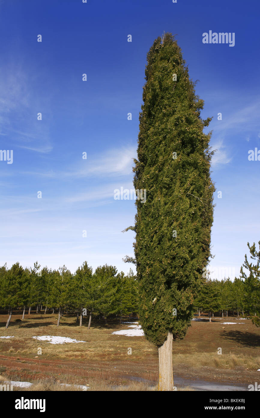 Cypress pine hi-res stock photography and images - Alamy