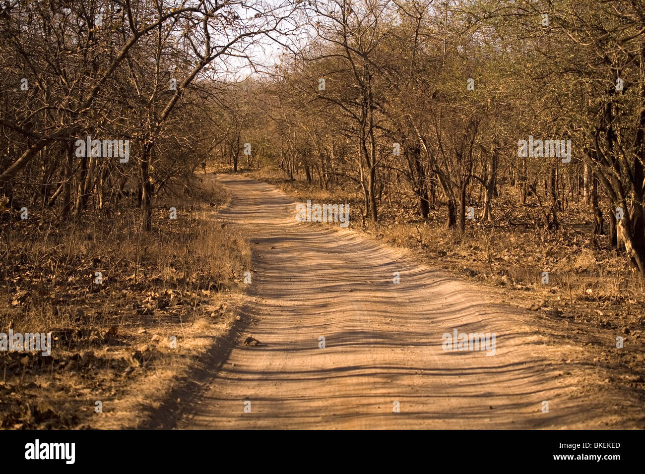 A track leads through Sasan Gir National Park in Gujarat, India Stock ...