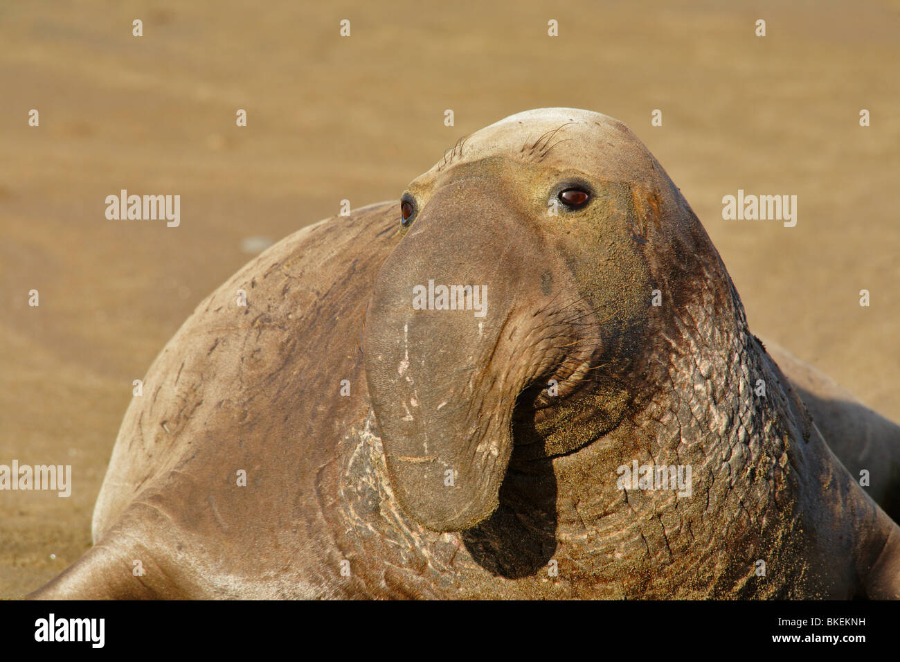 Elephant seal bull hi-res stock photography and images - Alamy