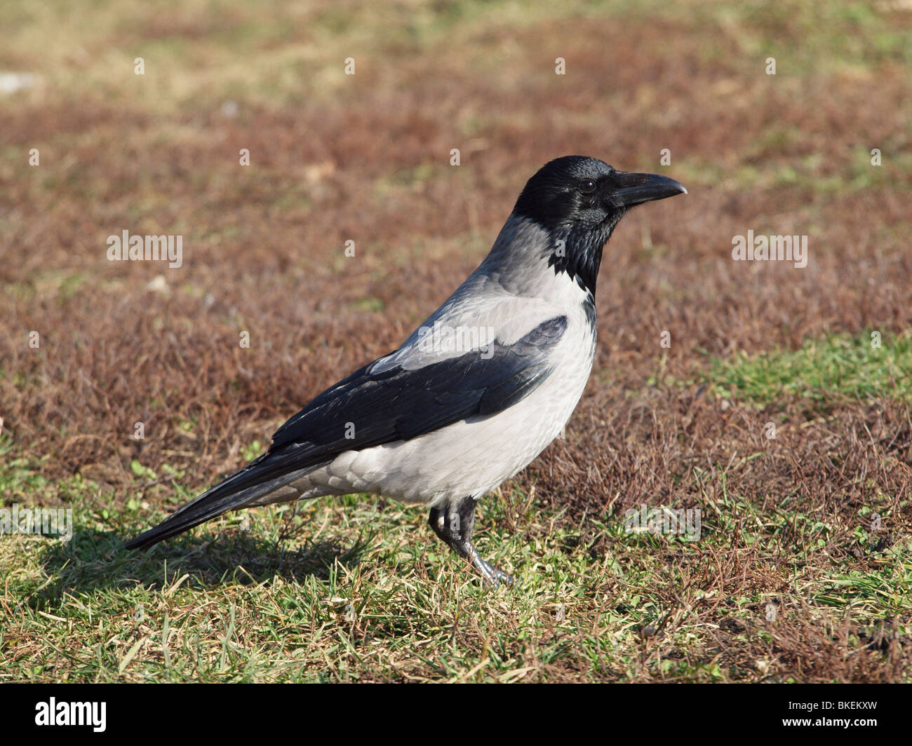 Corbie crow hi-res stock photography and images - Alamy