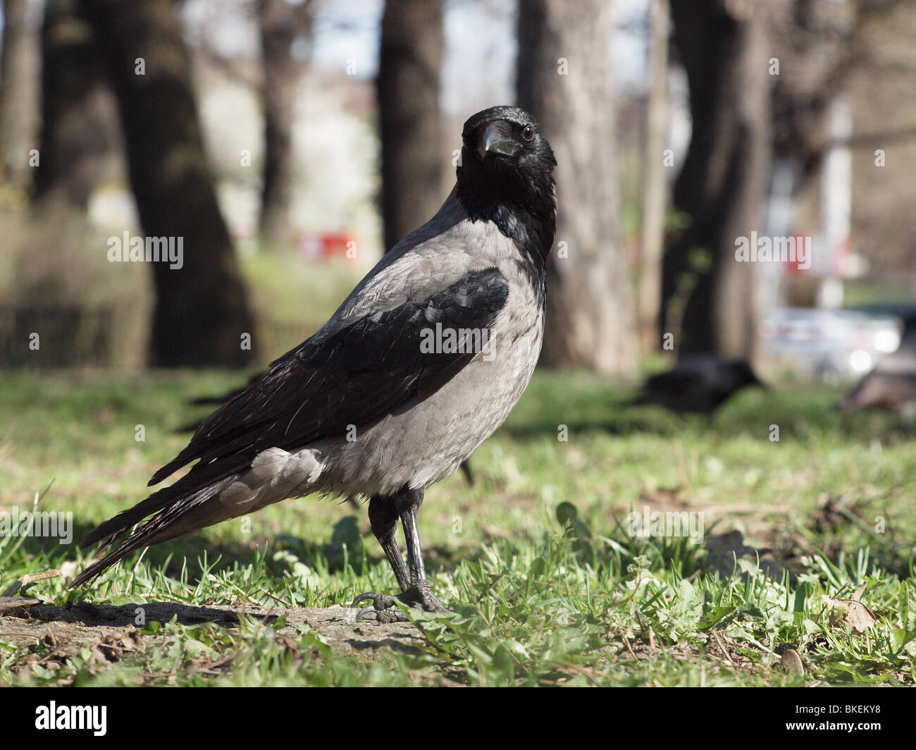 Corbie crow hi-res stock photography and images - Alamy