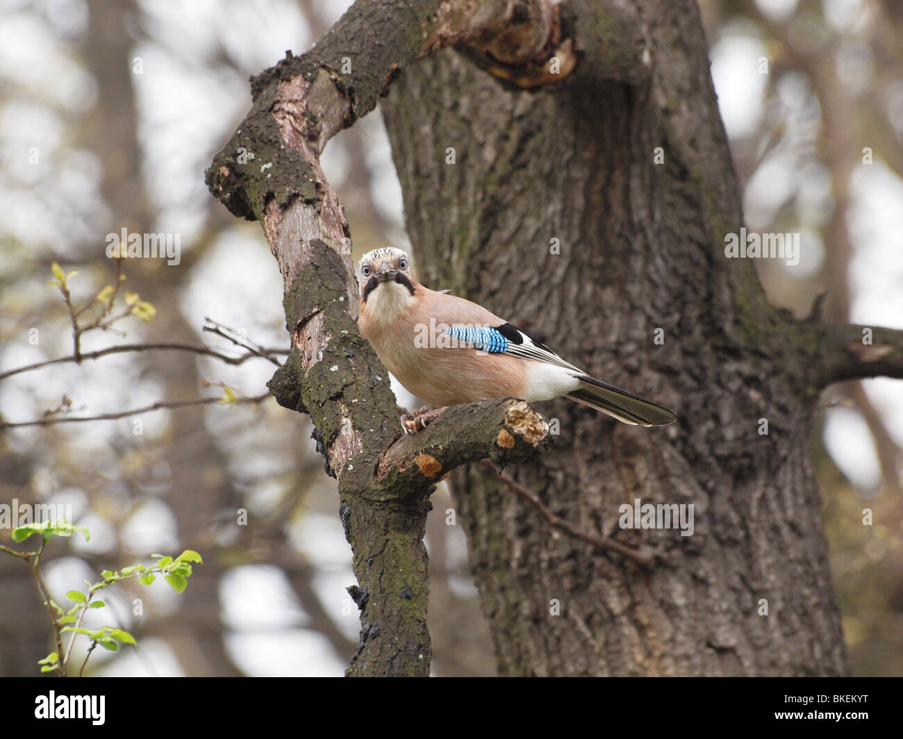 Eurasian jay garrulus glandarius bird hi-res stock photography and images - Alamy