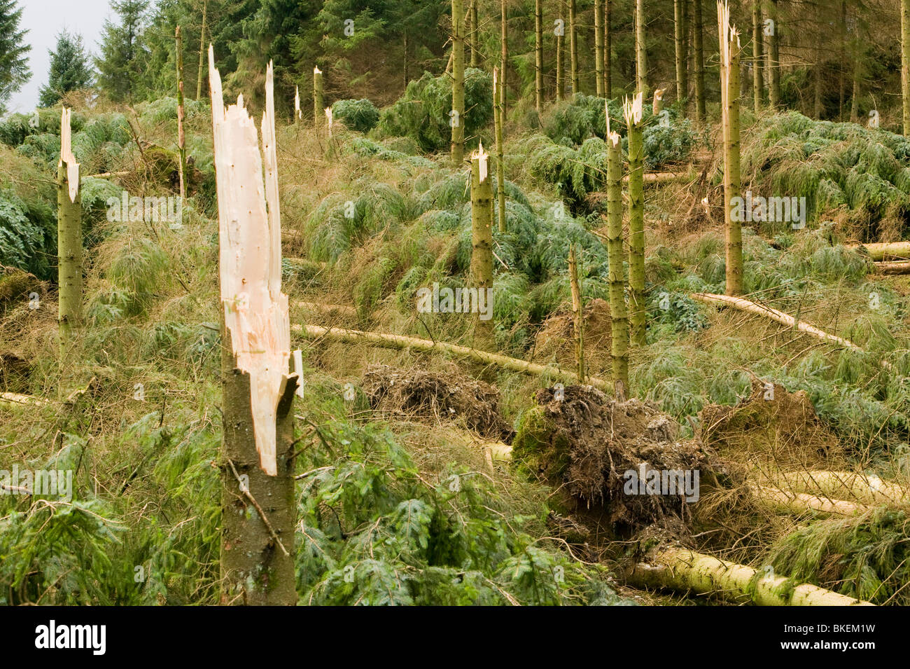 In January 2005 a severe storm hit Cumbria with over 100 mph winds that ... In January 2005 a severe storm hit Cumbria with over 100 mph winds that ...