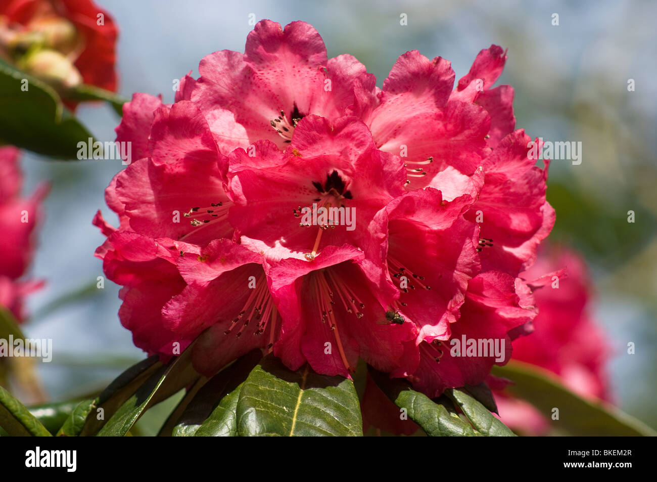 Rhododendron Flower - John Gollop Stock Photo - Alamy