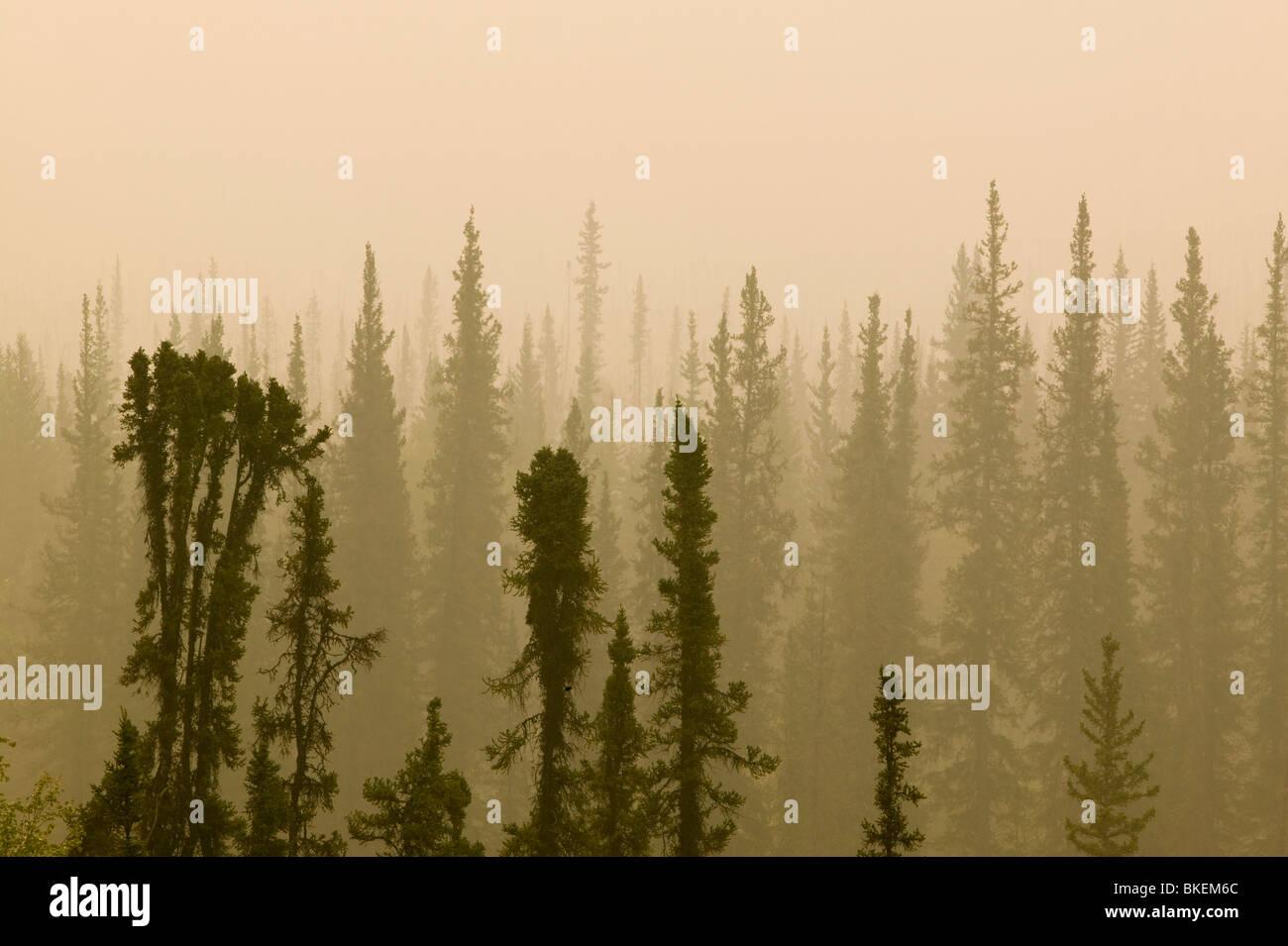 Smoke from forest fires hangs over burnt out forest near Fairbanks ...