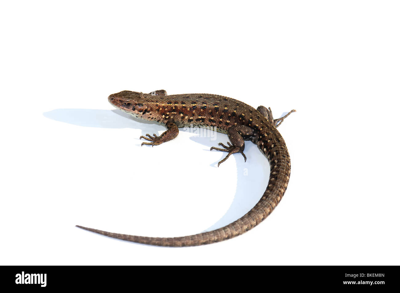 Lizard White Background