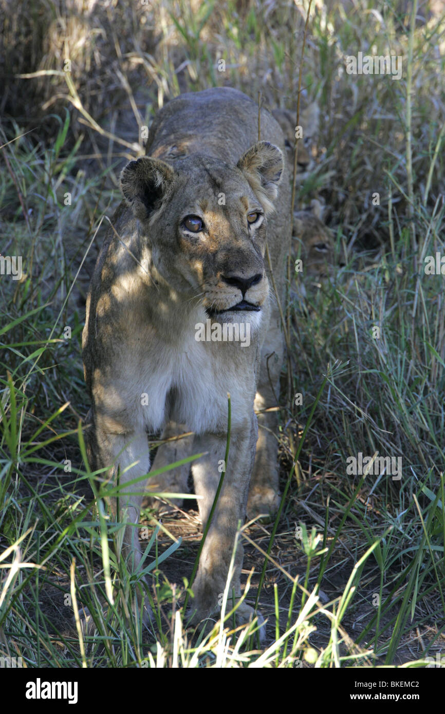 Lioness with damaged eye, blind in one eye, Kruger Park, South Africa ...