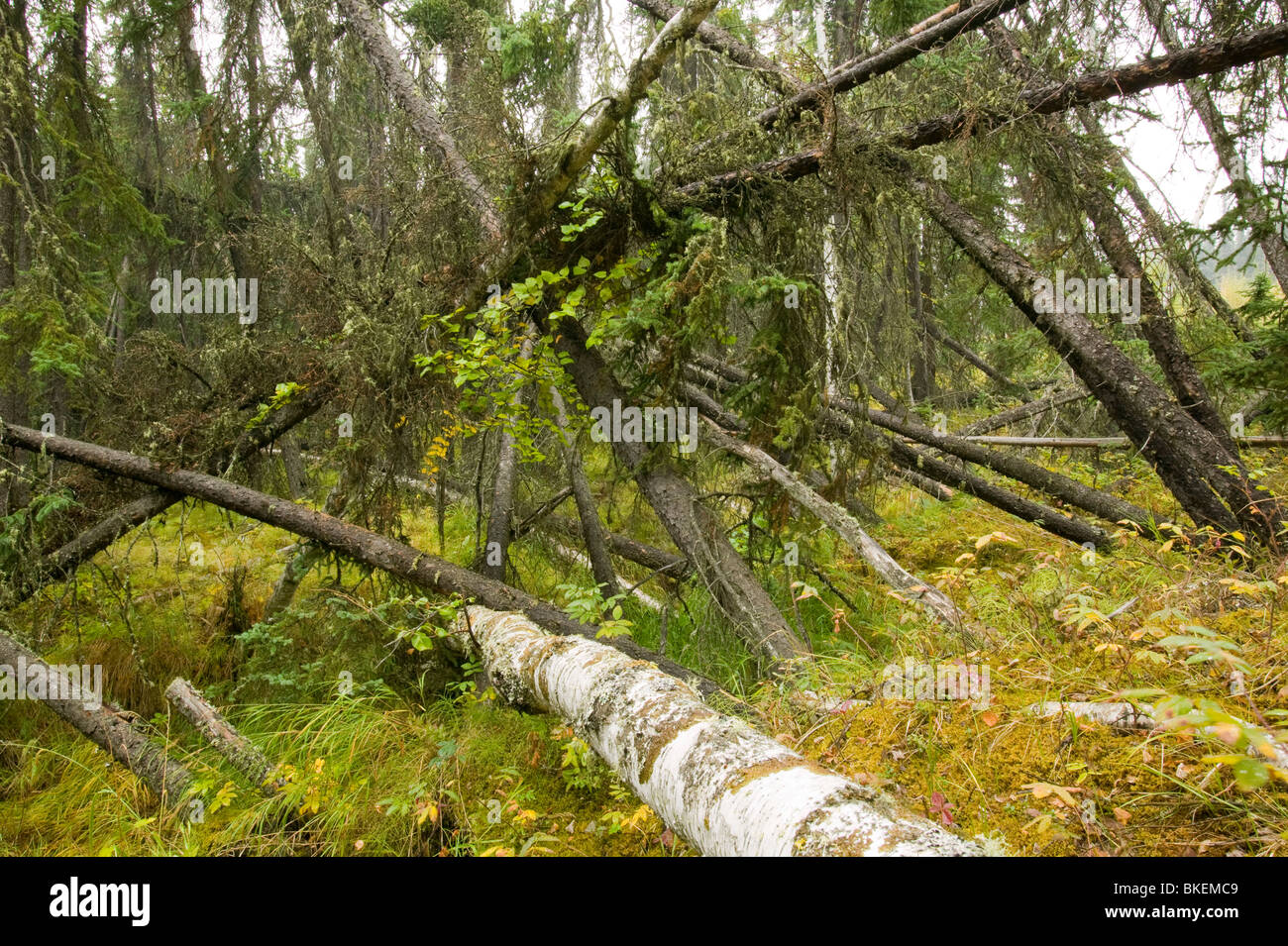 Drunken Forest in Fairbanks Alaska where trees collapsing into the ...