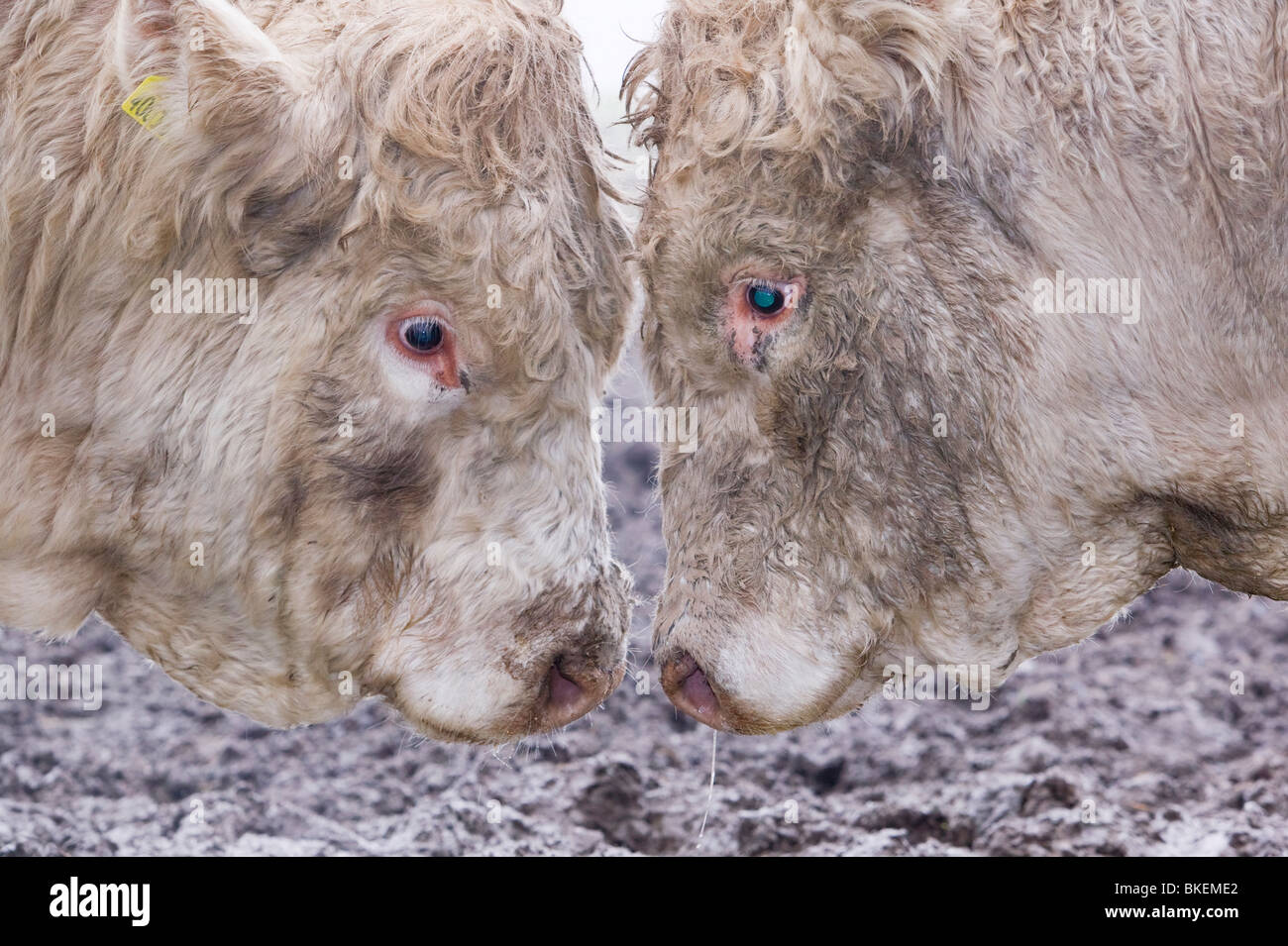 two giant bulls size each other up Stock Photo - Alamy