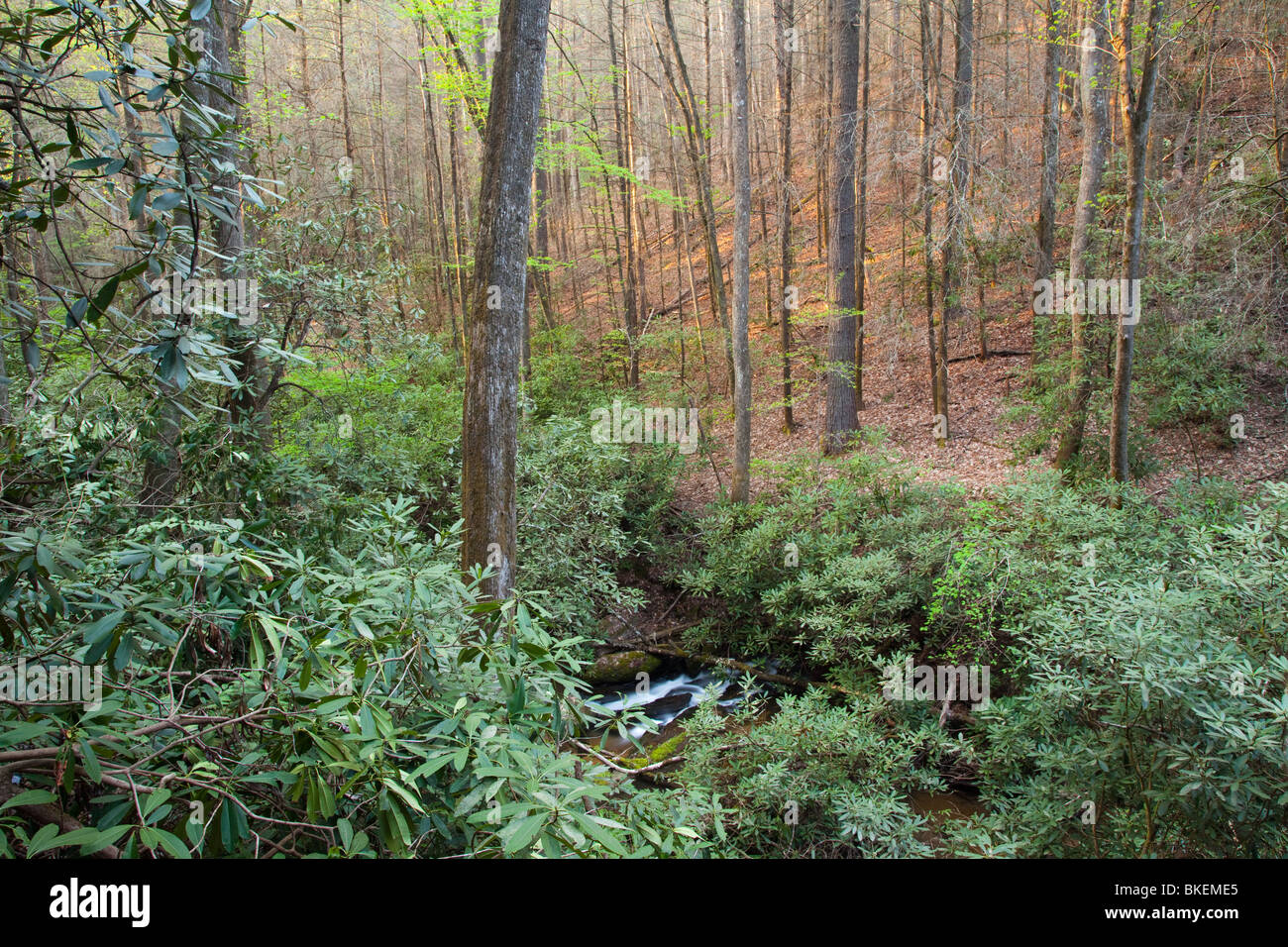 King Creek, Andrews Pickens Ranger District, Sumter National Forest ...