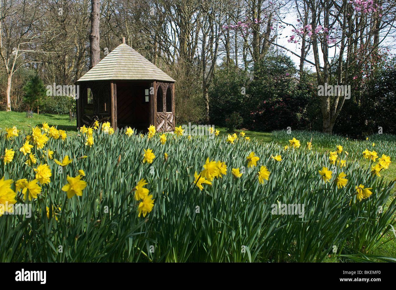 Cornish daffodils hi-res stock photography and images - Alamy