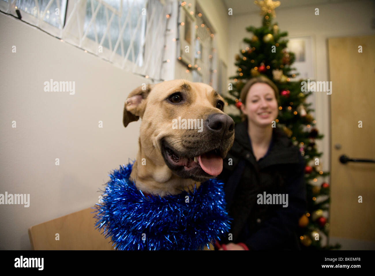 Mayhew animal hi-res stock photography and images - Alamy