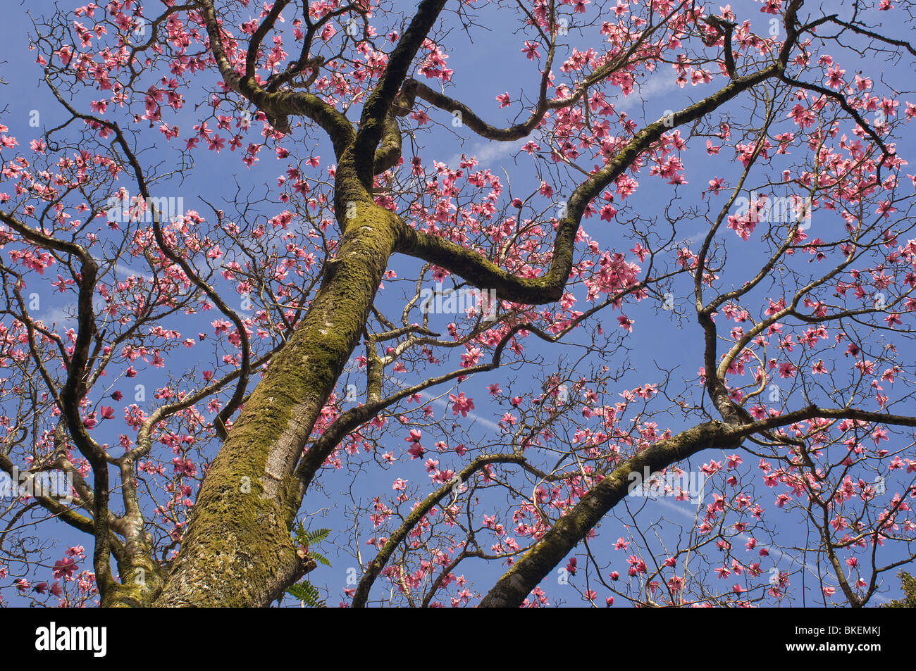 Japanese magnolias hi-res stock photography and images - Alamy