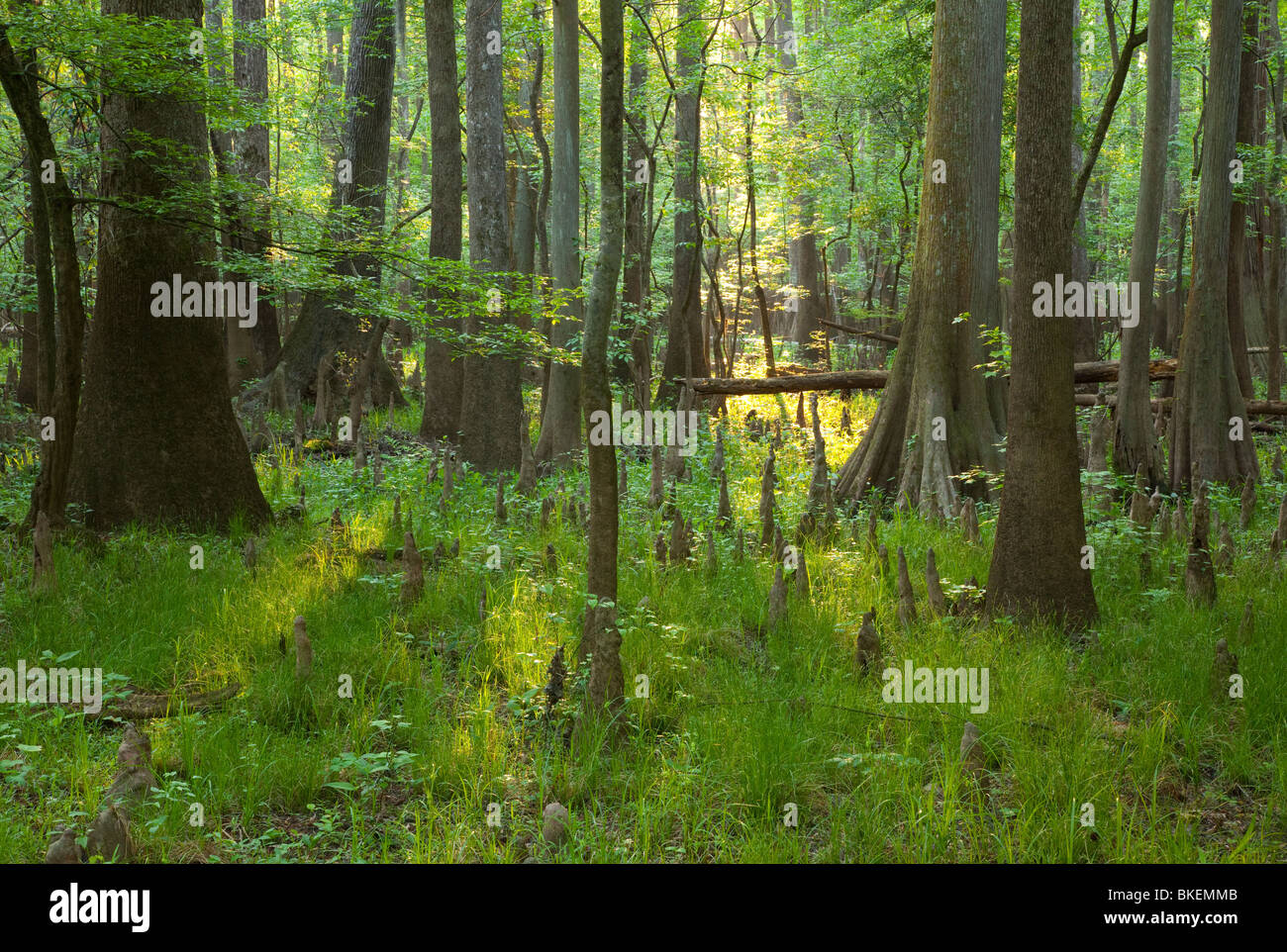 old-growth floodplain forest, Congaree National Park, South Carolina ...