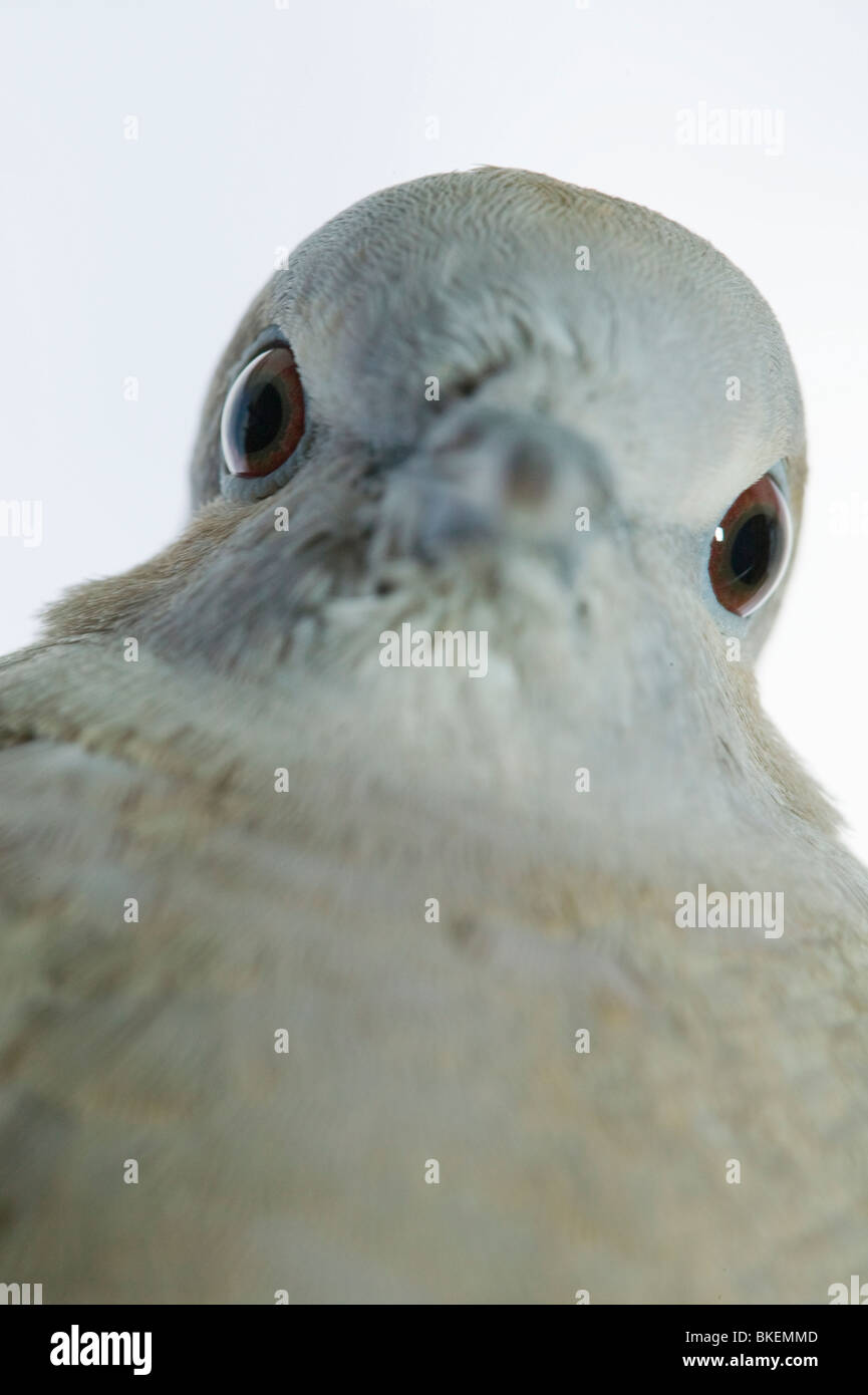 Dove beak hi-res stock photography and images - Alamy