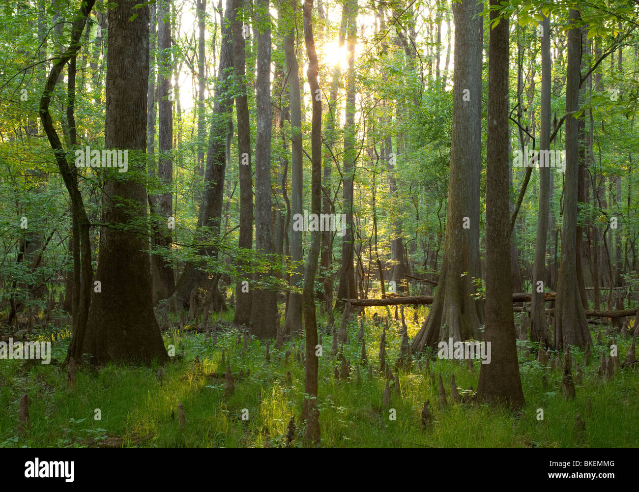old-growth floodplain forest, Congaree National Park, South Carolina ...