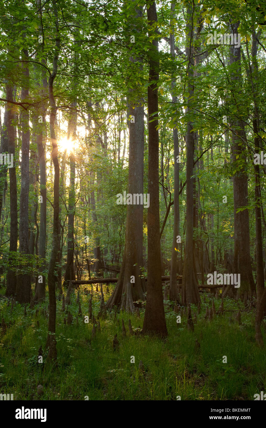 old-growth floodplain forest, Congaree National Park, South Carolina ...