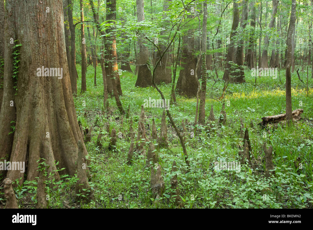 Cypress knees congaree national park hi-res stock photography and ...