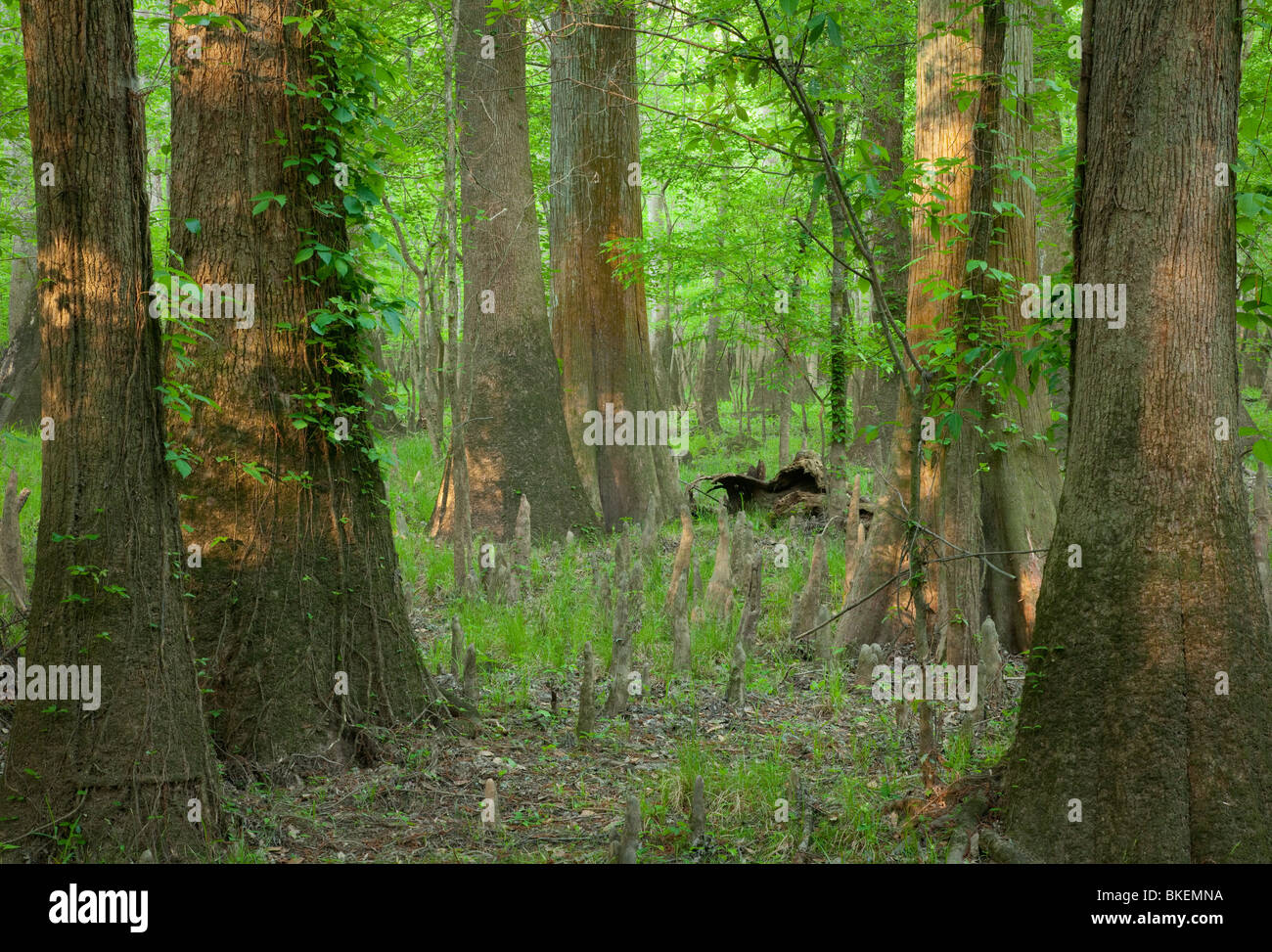 old-growth floodplain forest, Congaree National Park, South Carolina ...
